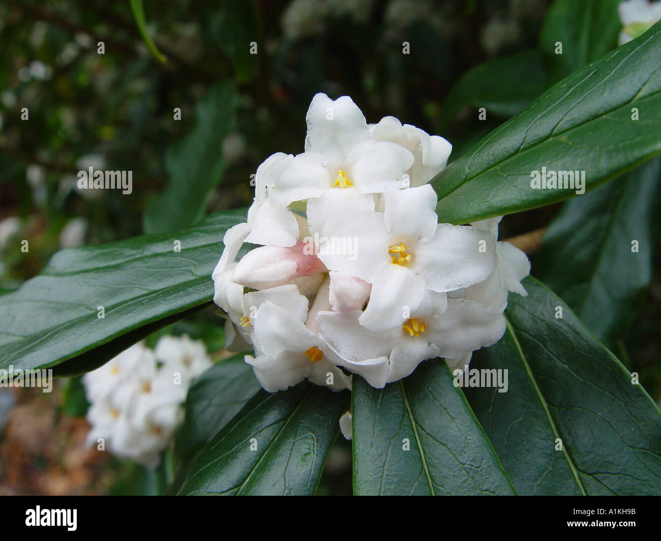 Daphne bholua Alba Winter flowering fragrant evergreen shrub with ...