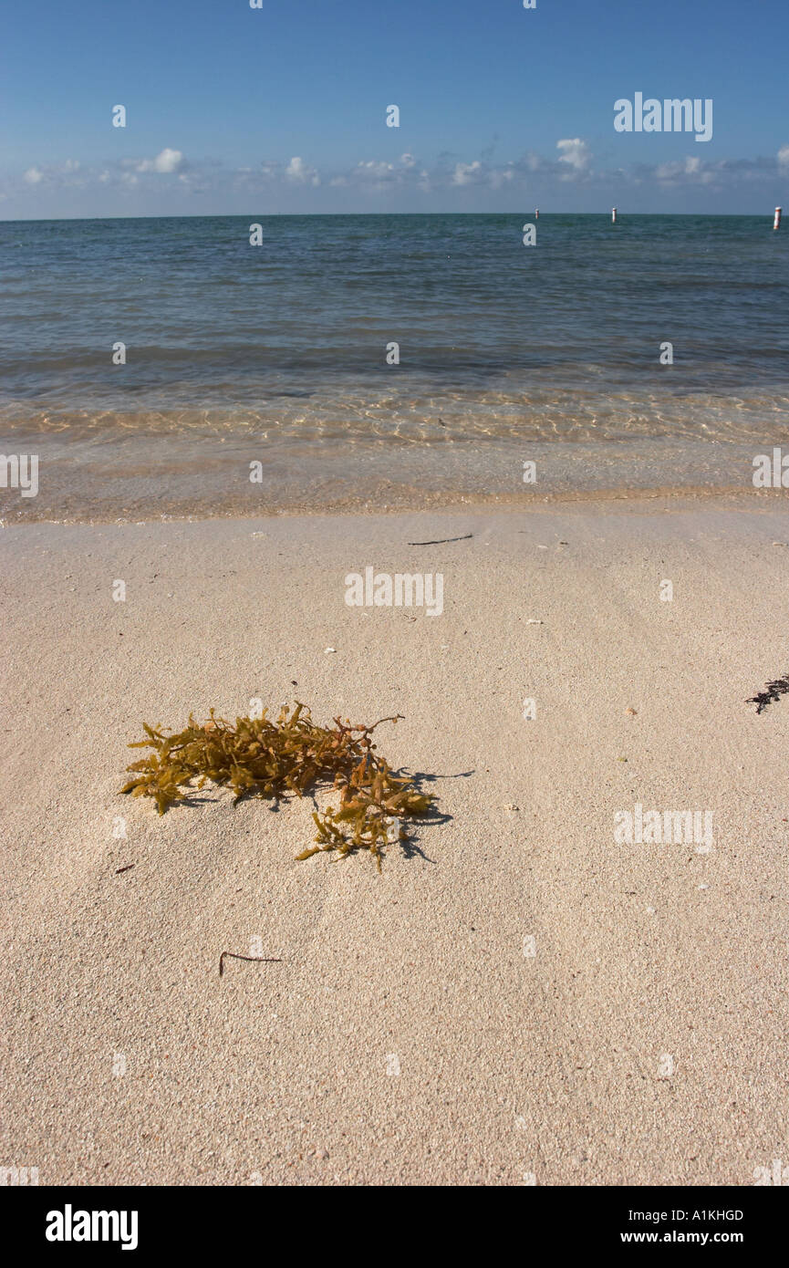 Weed the bahamas hi-res stock photography and images - Alamy