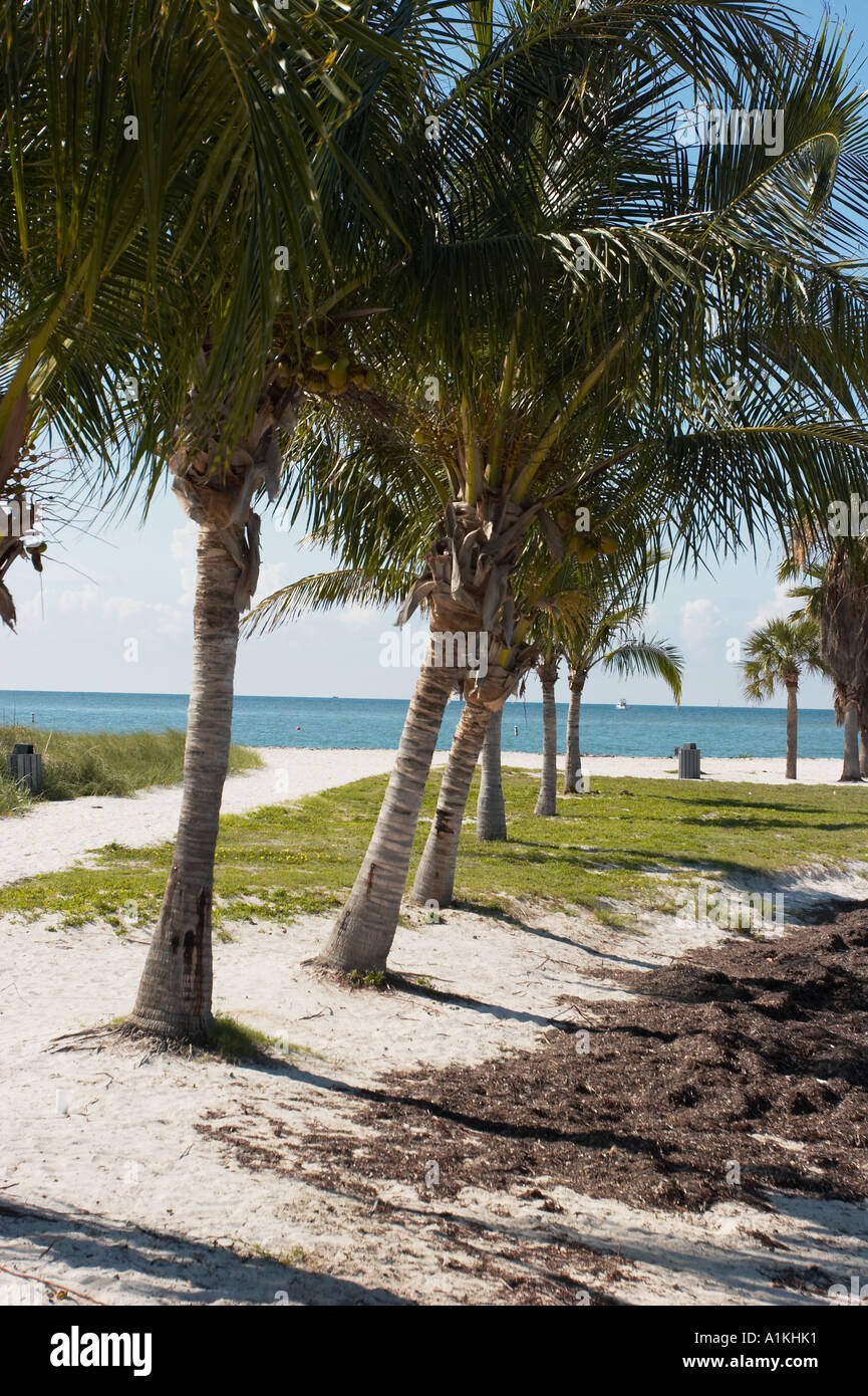 Palm trees and ocean in the Florida Keys Stock Photo - Alamy