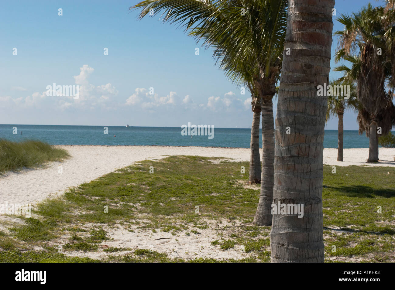 Palm trees and ocean in the Florida Keys Stock Photo - Alamy