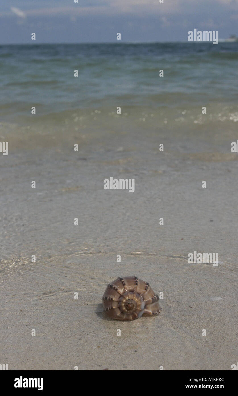 A sea shell on a beach with ocean in the Florida Keys Stock Photo - Alamy