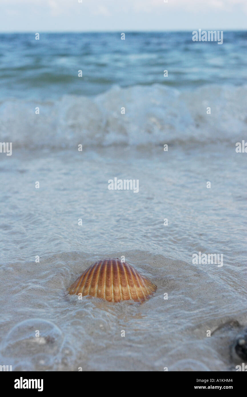A sea shell on a beach with waves and ocean Stock Photo - Alamy