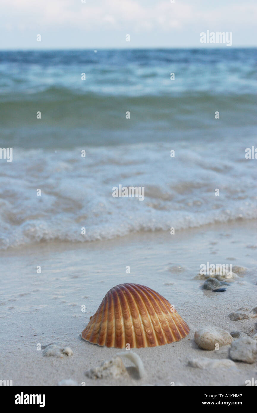 A sea shell on a beach with waves and ocean Stock Photo - Alamy