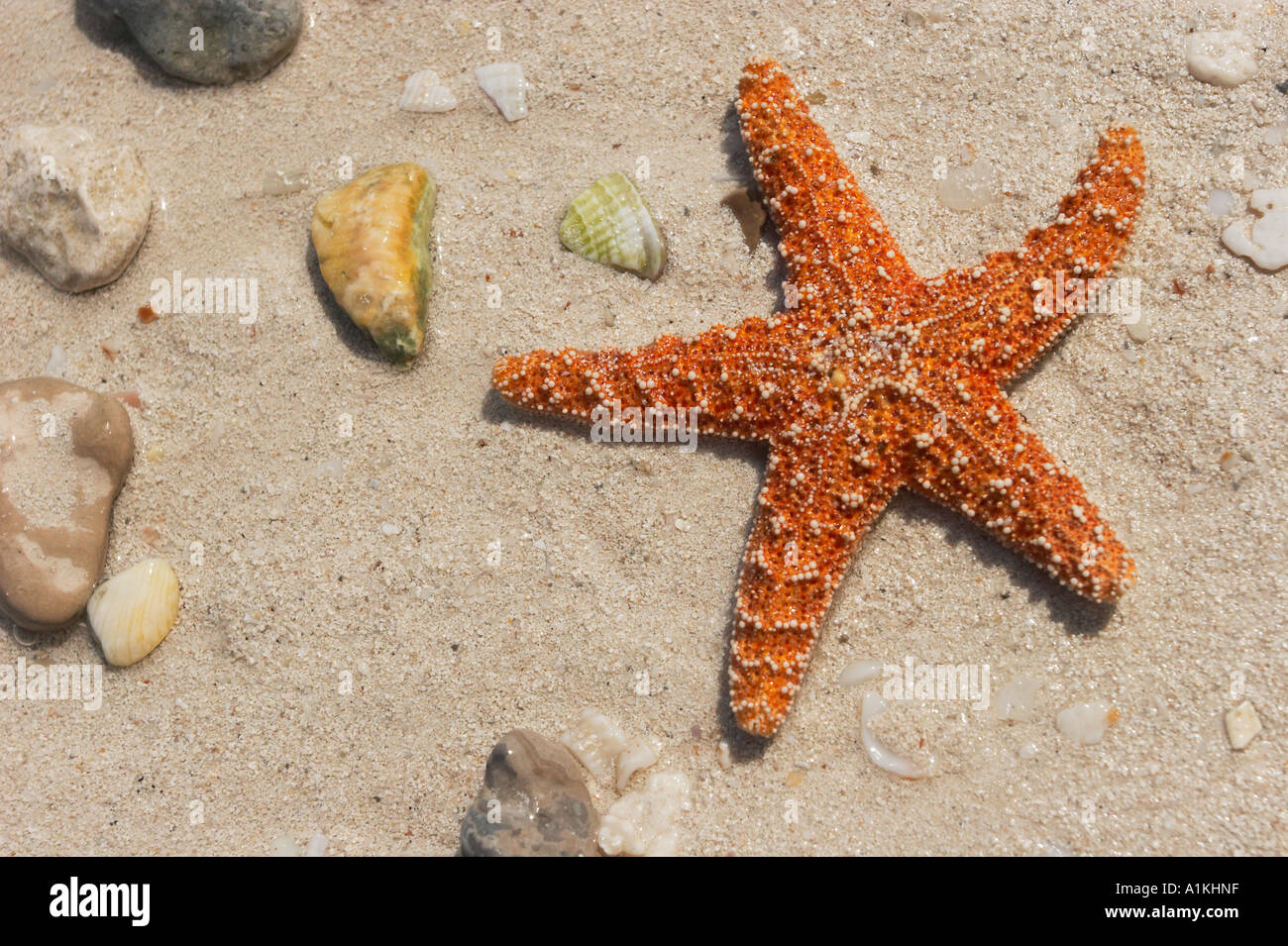 A sea star on a beach with waves and ocean Stock Photo - Alamy