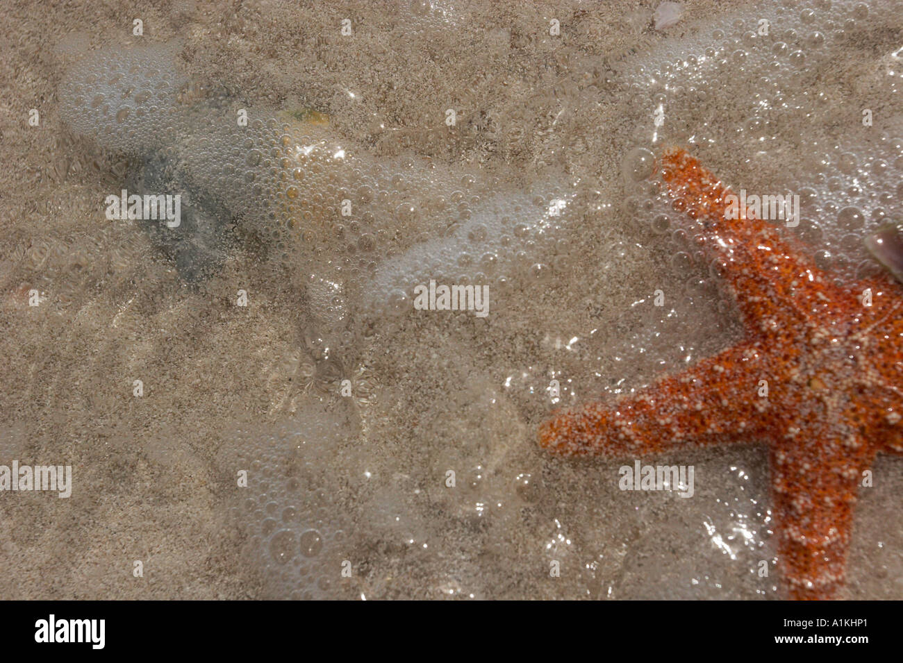 A sea star on a beach with waves and ocean Stock Photo - Alamy