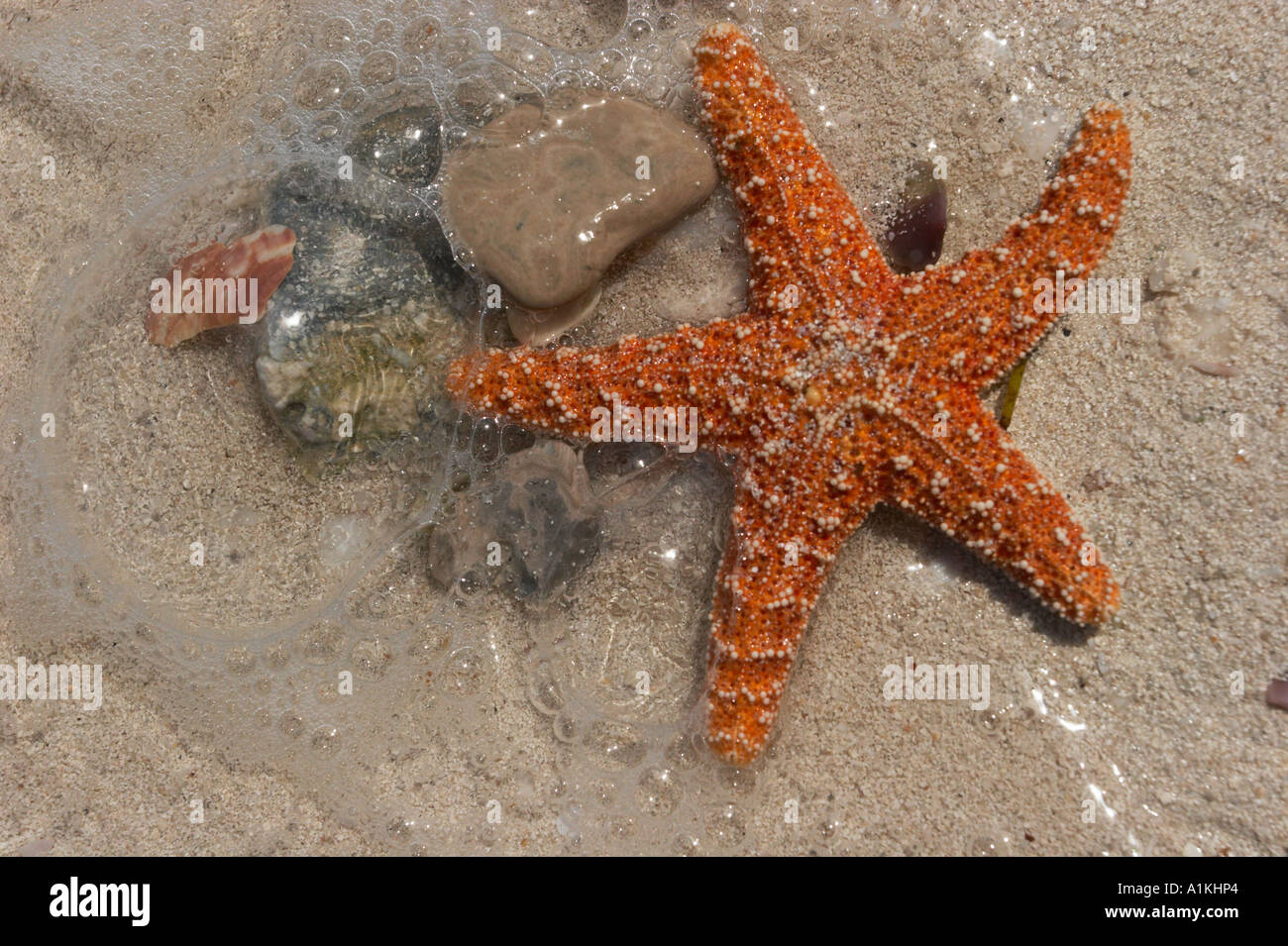 A sea star on a beach with waves and ocean Stock Photo - Alamy