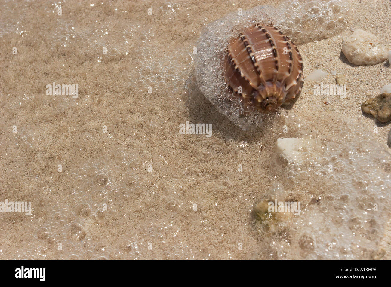 A sea shell on a beach with waves and ocean Stock Photo - Alamy