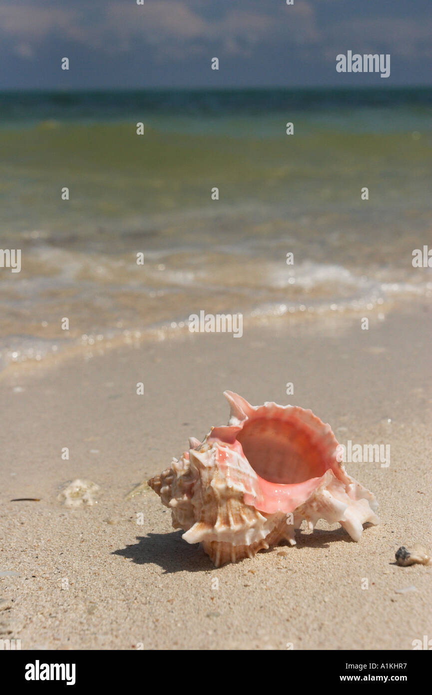 A sea shell on a beach with waves and ocean Stock Photo - Alamy