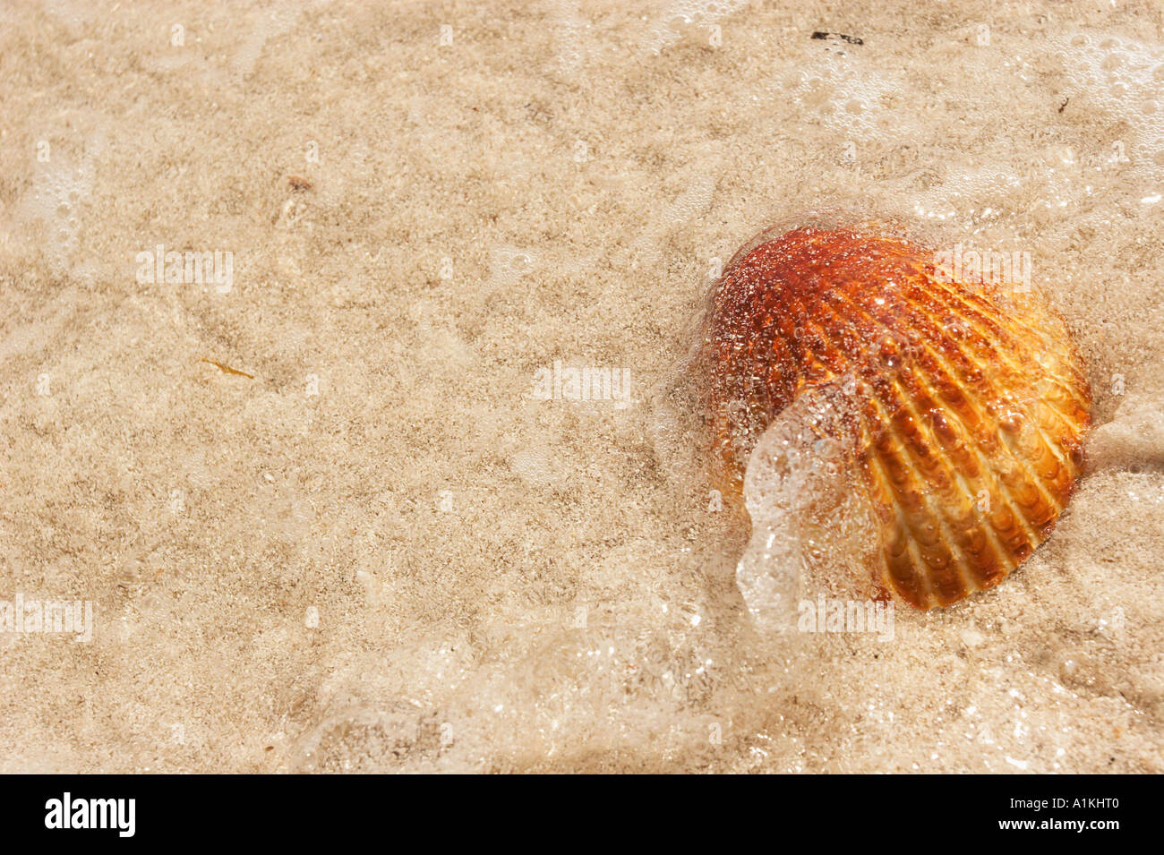 A sea shell on a beach with waves and ocean Stock Photo - Alamy