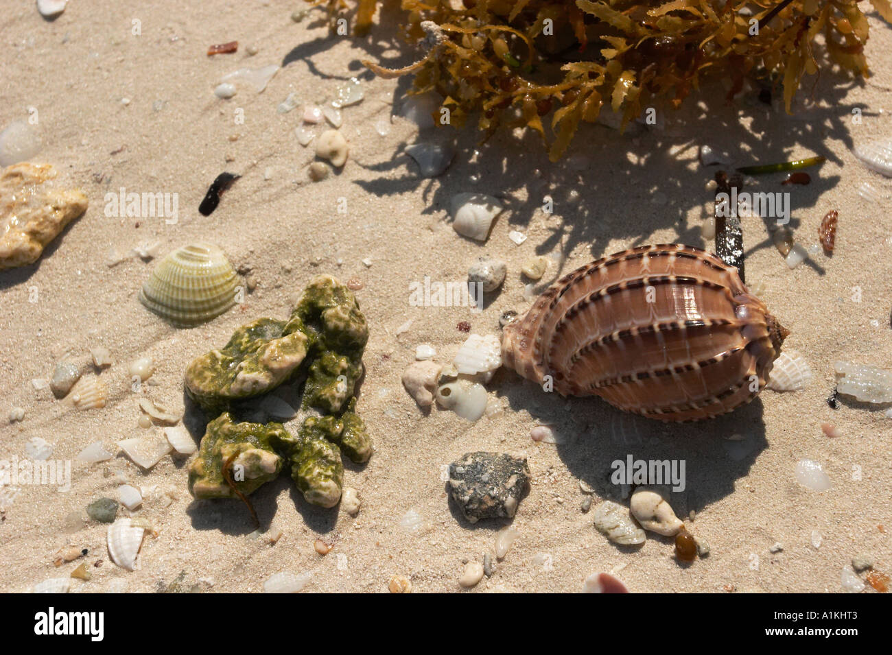 A sea shell on a beach with waves and ocean Stock Photo - Alamy