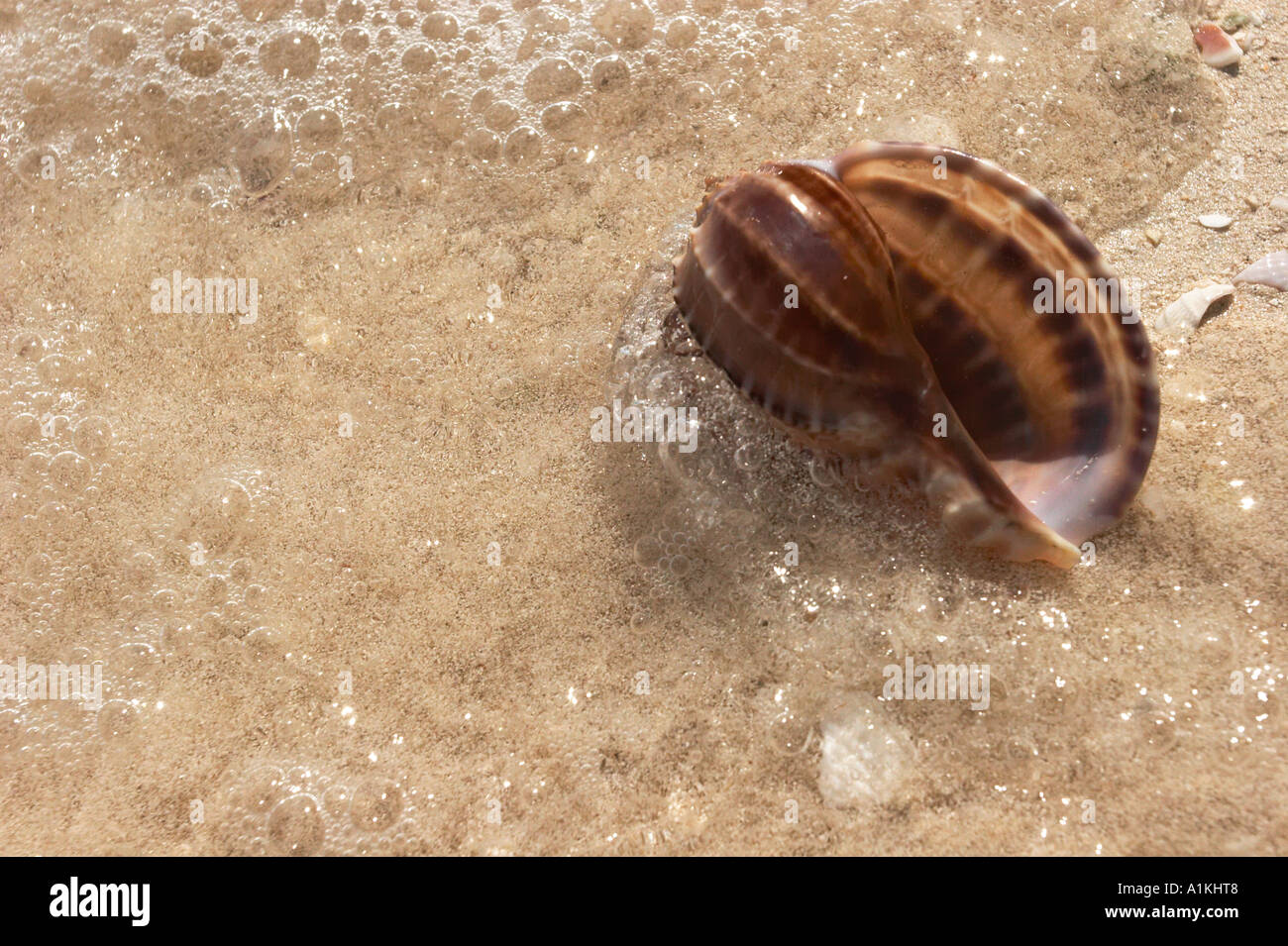 A sea shell on a beach with waves and ocean Stock Photo - Alamy