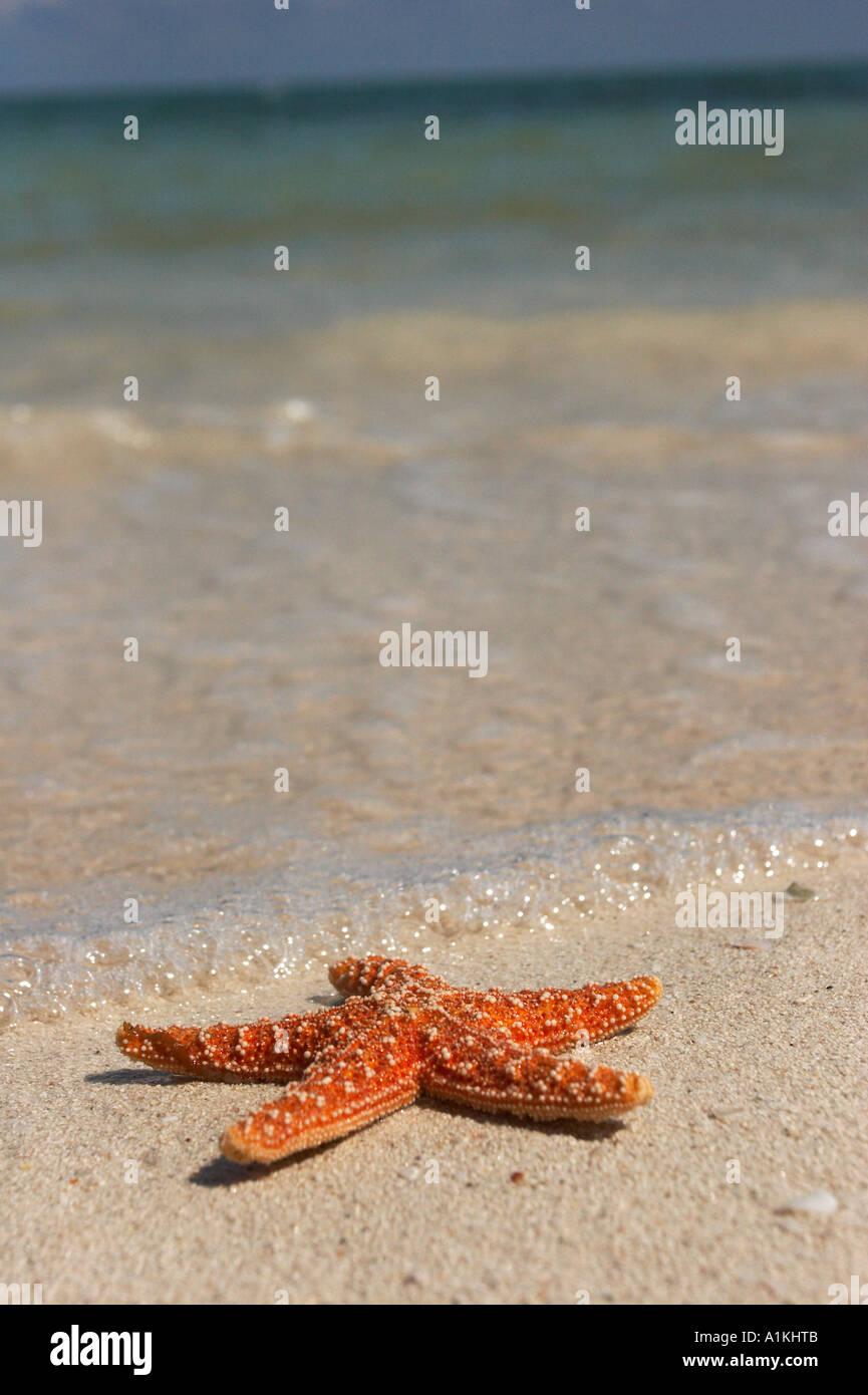A sea star on a beach with waves and ocean Stock Photo - Alamy