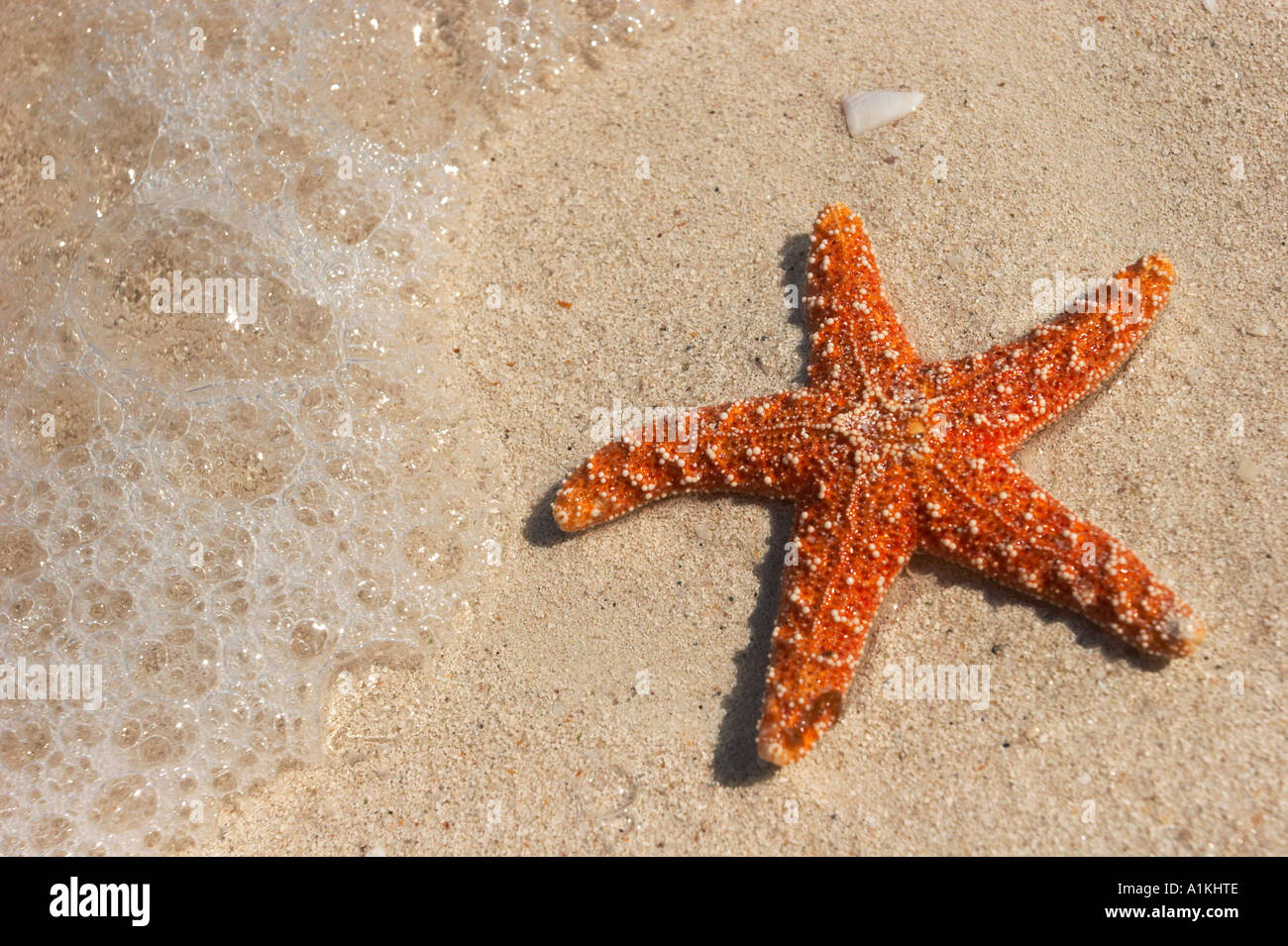 Key west starfish hi-res stock photography and images - Alamy