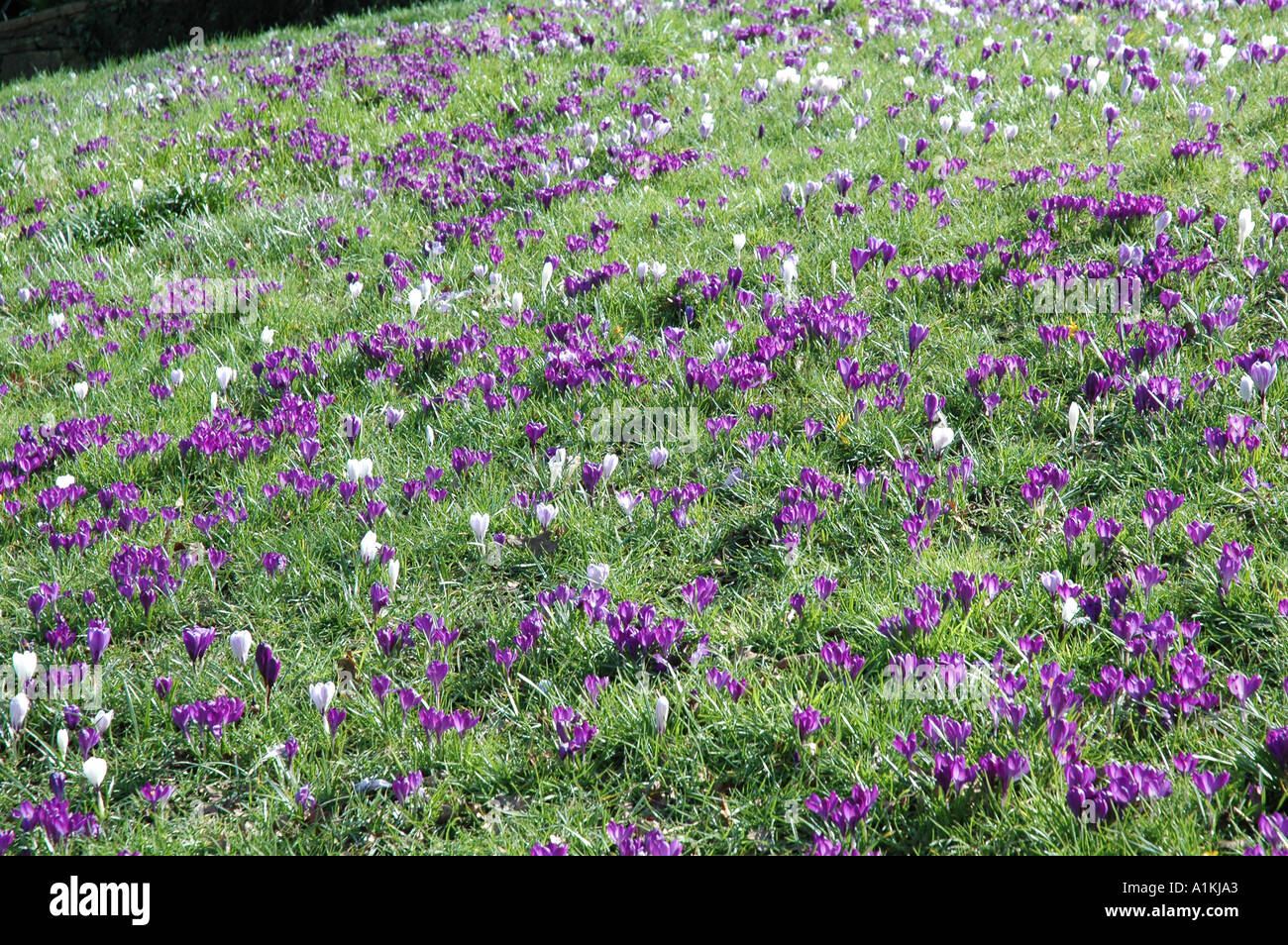 Naturalised hi-res stock photography and images - Alamy
