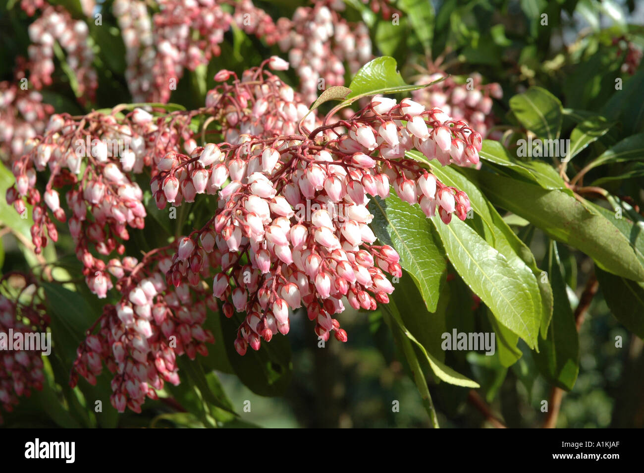 Pieris Valley Rose Evergreen flowering shrub in winter Stock Photo - Alamy
