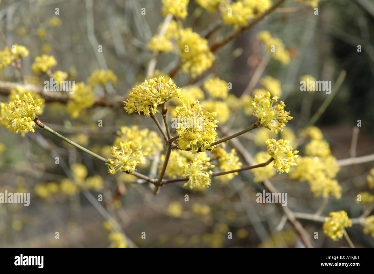 Cornus officinalis Kintoki Winter flowering shrub or small tree Stock ...