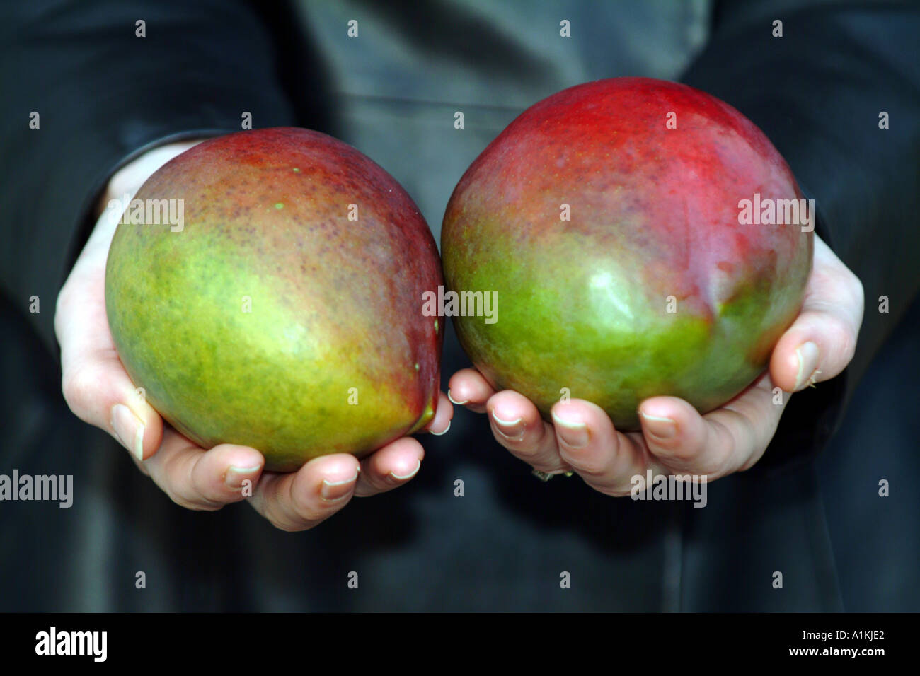 Hands holding mangoes hi-res stock photography and images - Alamy