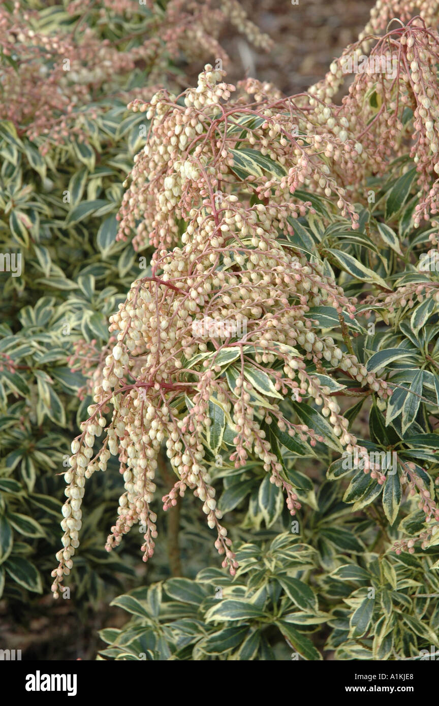 Pieris Japonica Winter