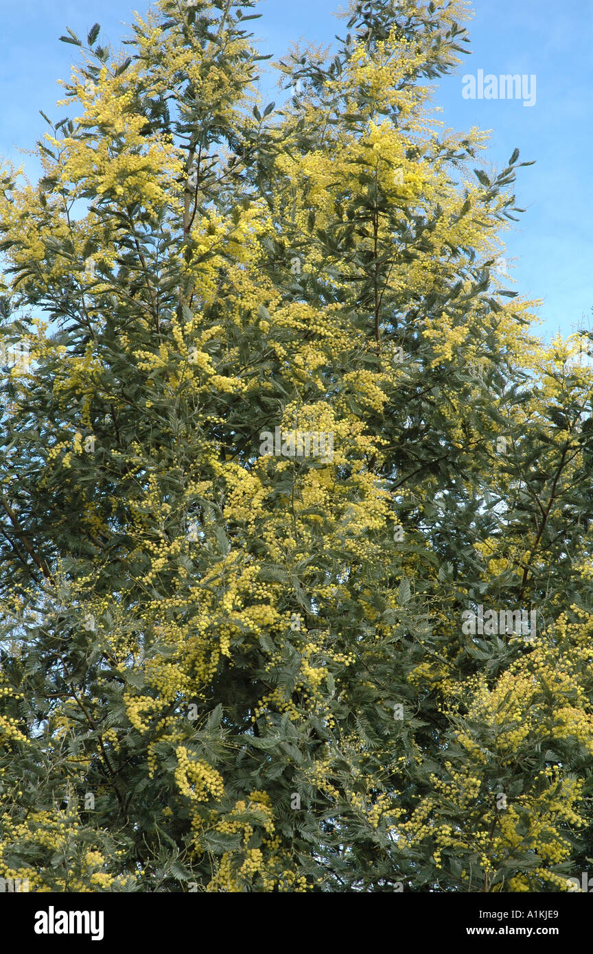 Smalltree hi-res stock photography and images - Alamy