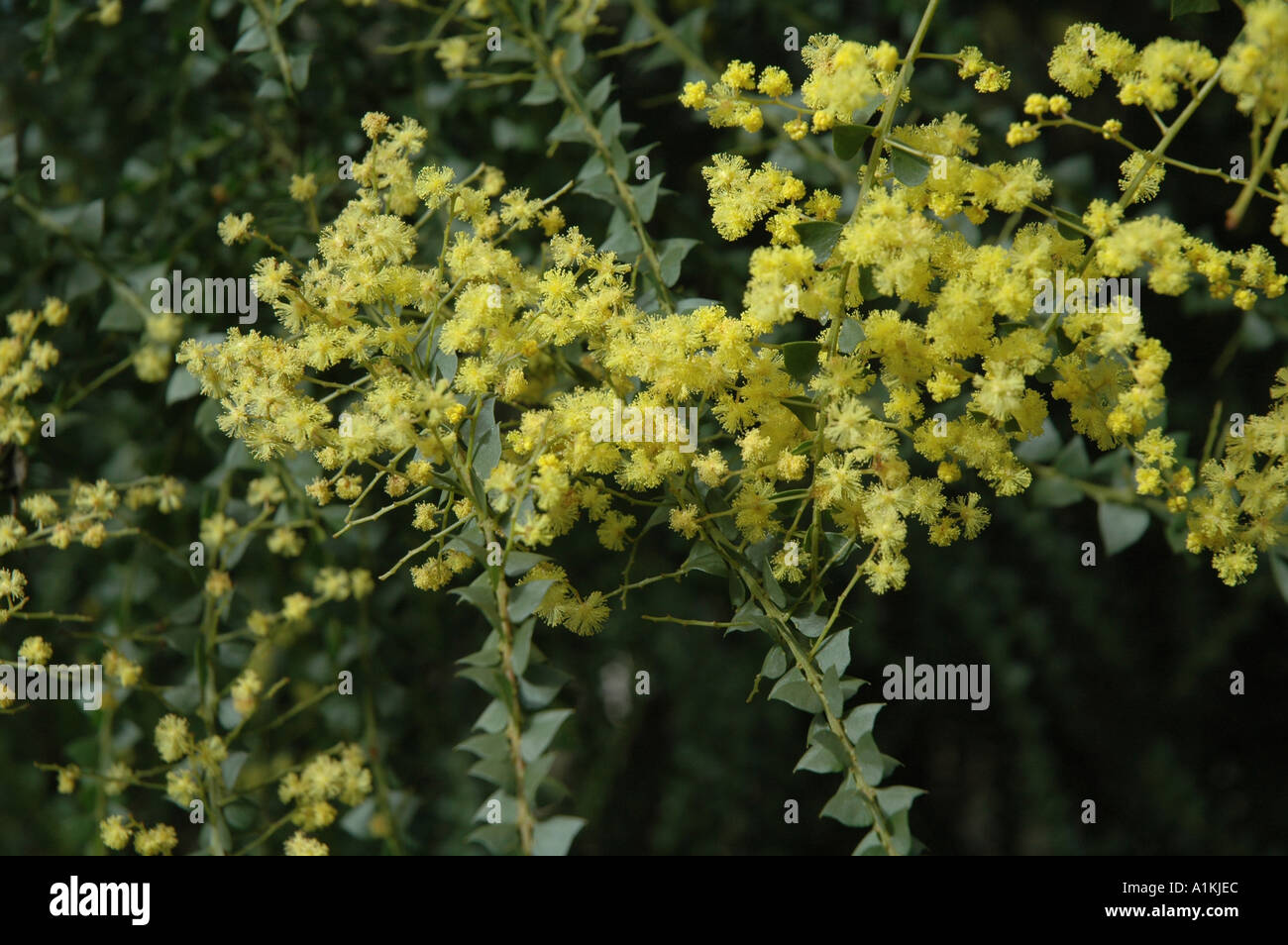 Acacia pravissima Winter flowering shrub or small tree Stock Photo - Alamy