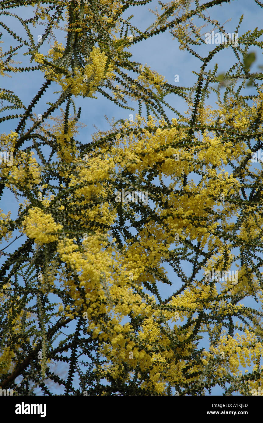 Acacia pravissima Winter flowering shrub or small tree Stock Photo - Alamy