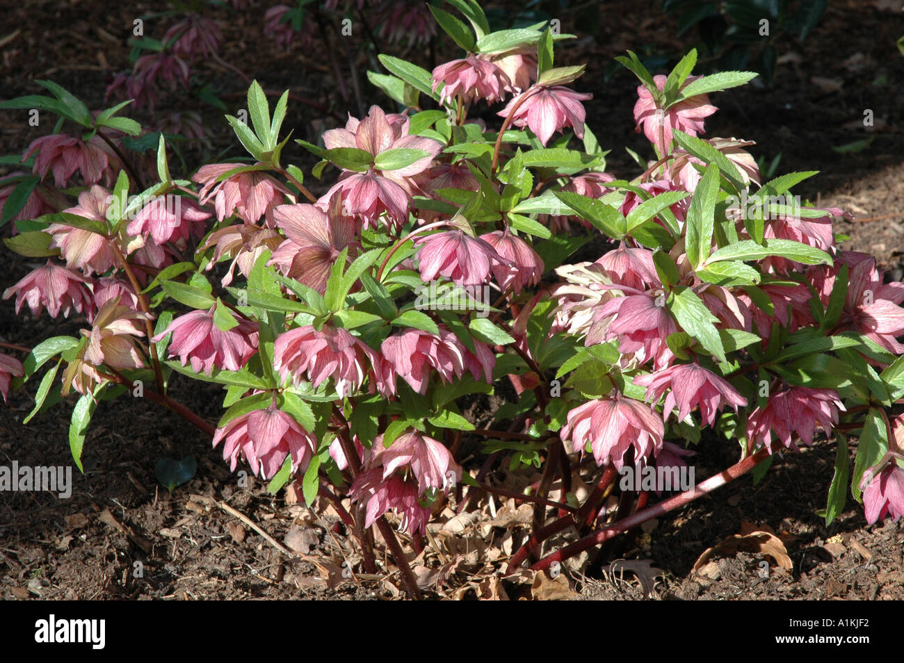 Helleborus Party Dress Group Lenten rose group of hellebores Christmas ...