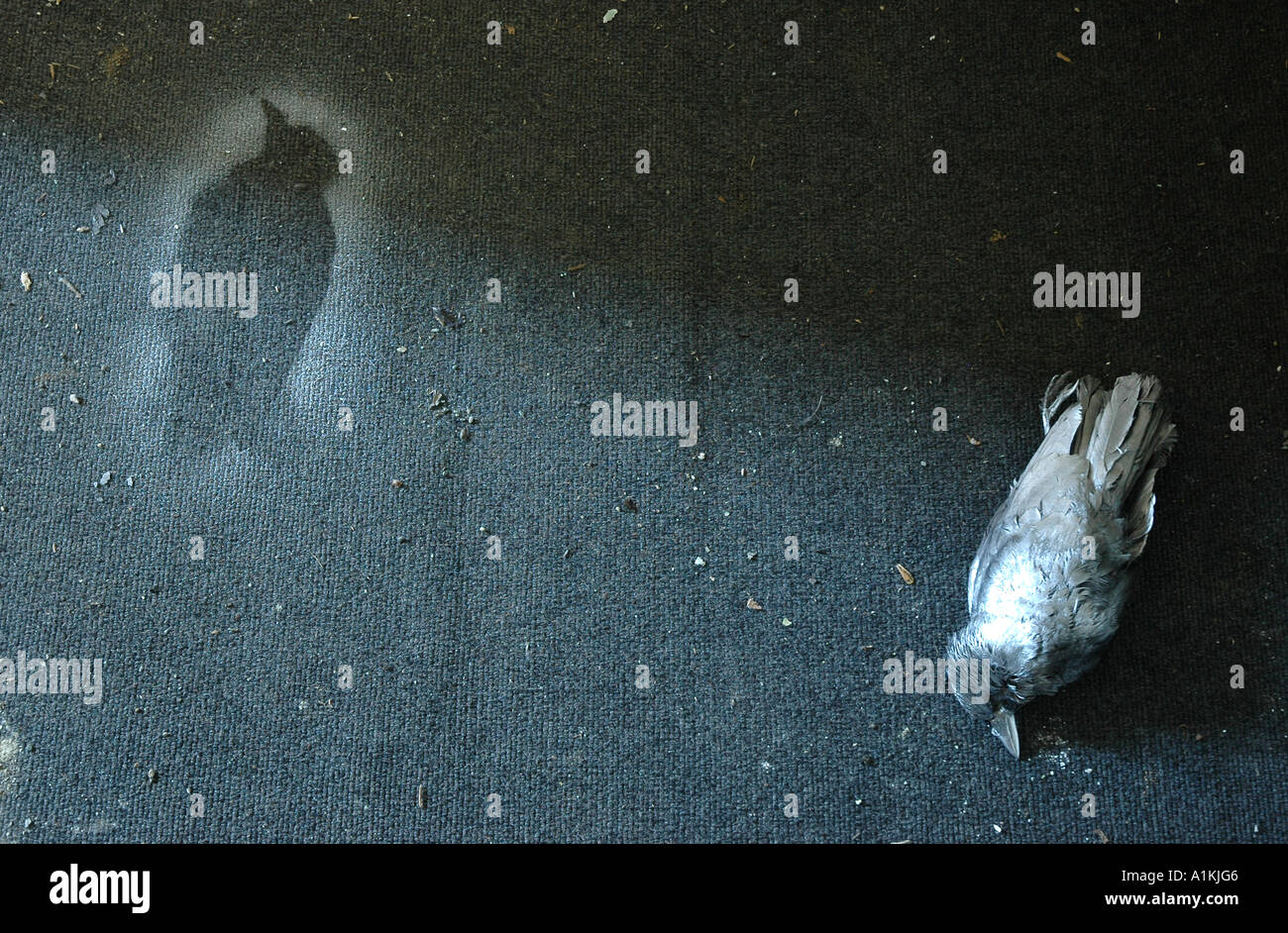 Five yan hi-res stock photography and images - Alamy