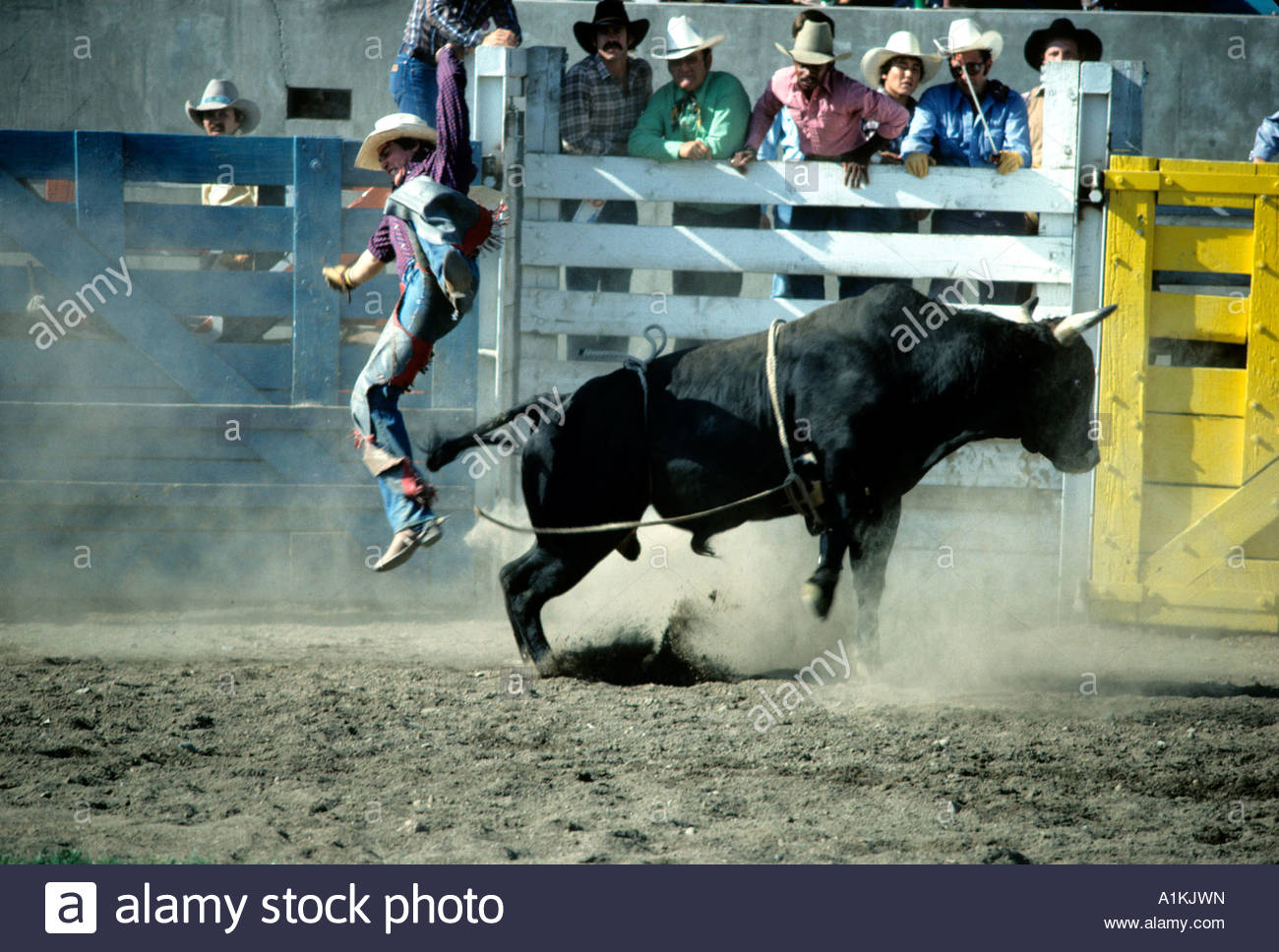 Bucked Off Bull Stock Photos & Bucked Off Bull Stock Images - Alamy