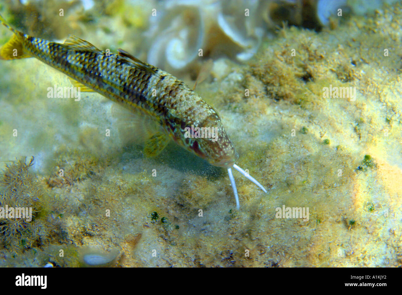 Mullus surmuletus halkidiki hi-res stock photography and images - Alamy