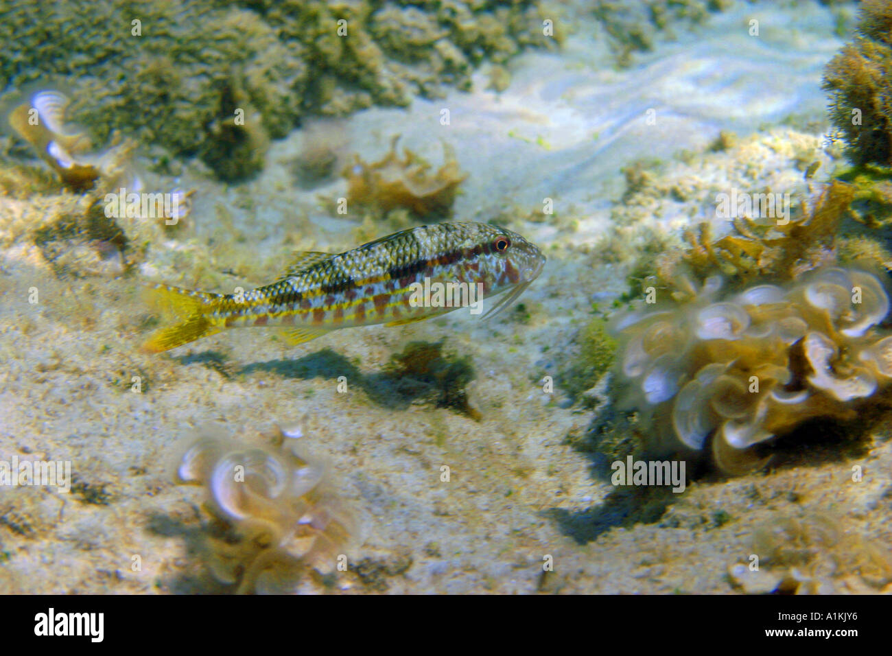 Red mullet, mullus surmuletus, is searching for food at sea grass ...