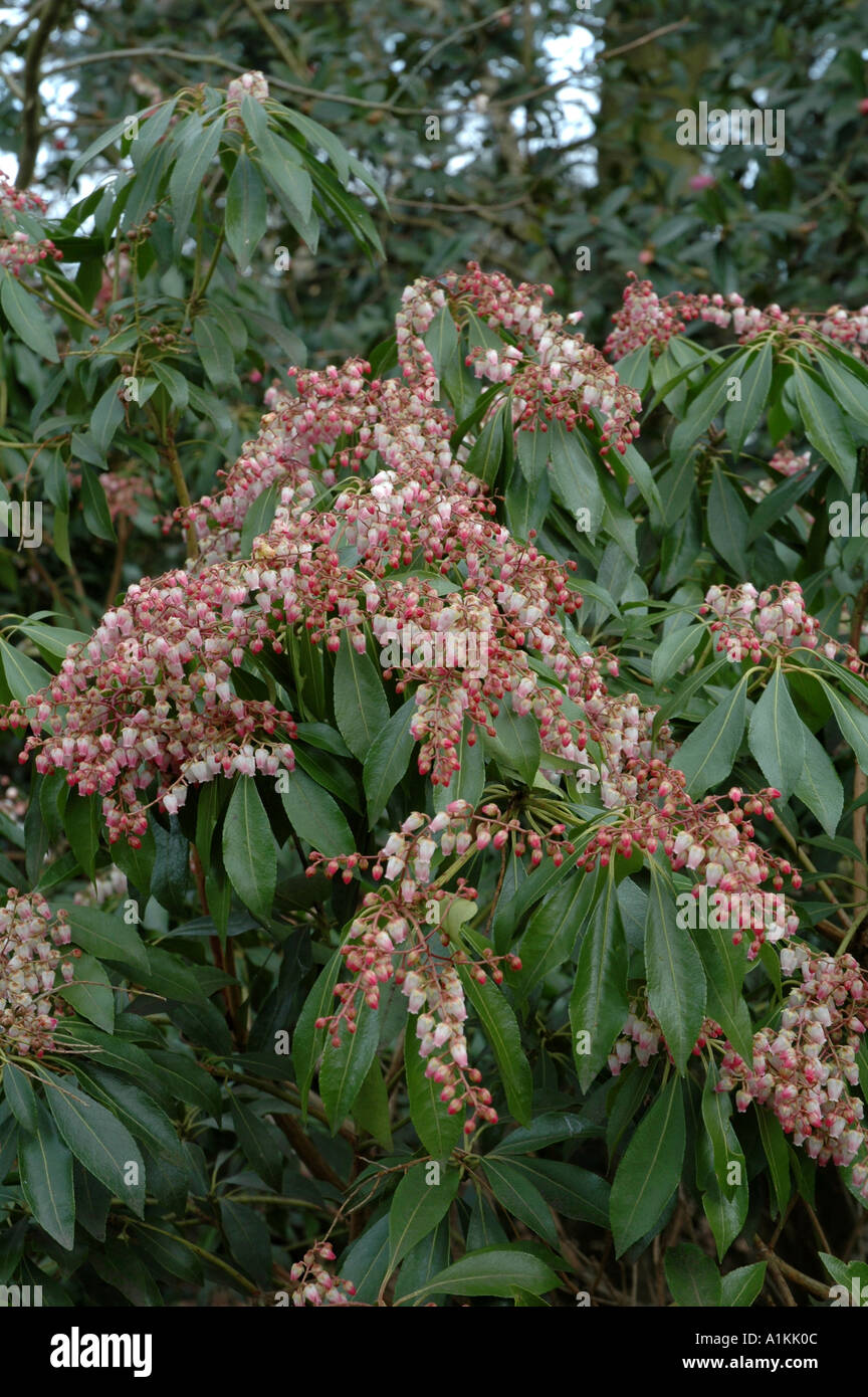 Pieris japonica Pink Delight Winter flowering evergreen shrub Stock ...