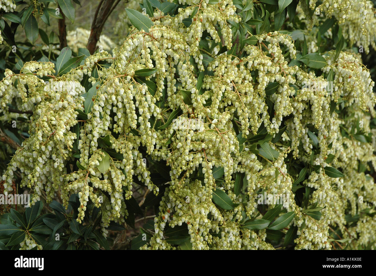 Pieris taiwanensis hi-res stock photography and images - Alamy