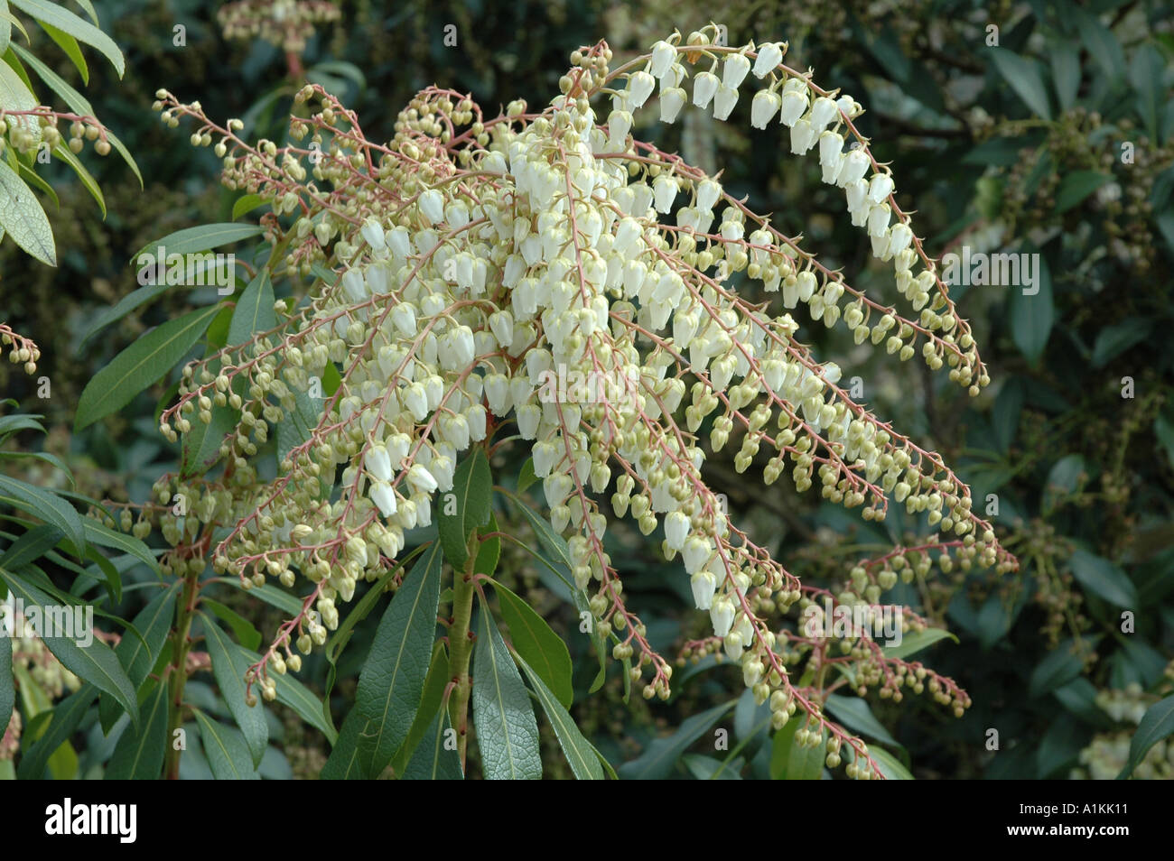 Pieris japonica Firecrest Winter flowering evergreen shrub Stock Photo ...