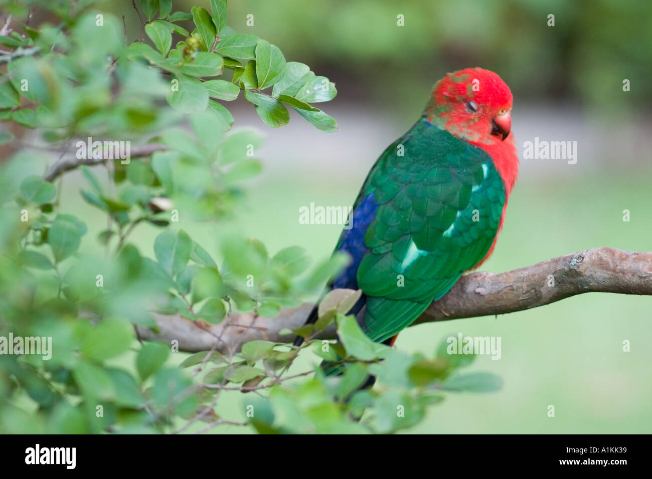 Out on a limb male king parrot in the Blue Mountains of NSW Australia ...