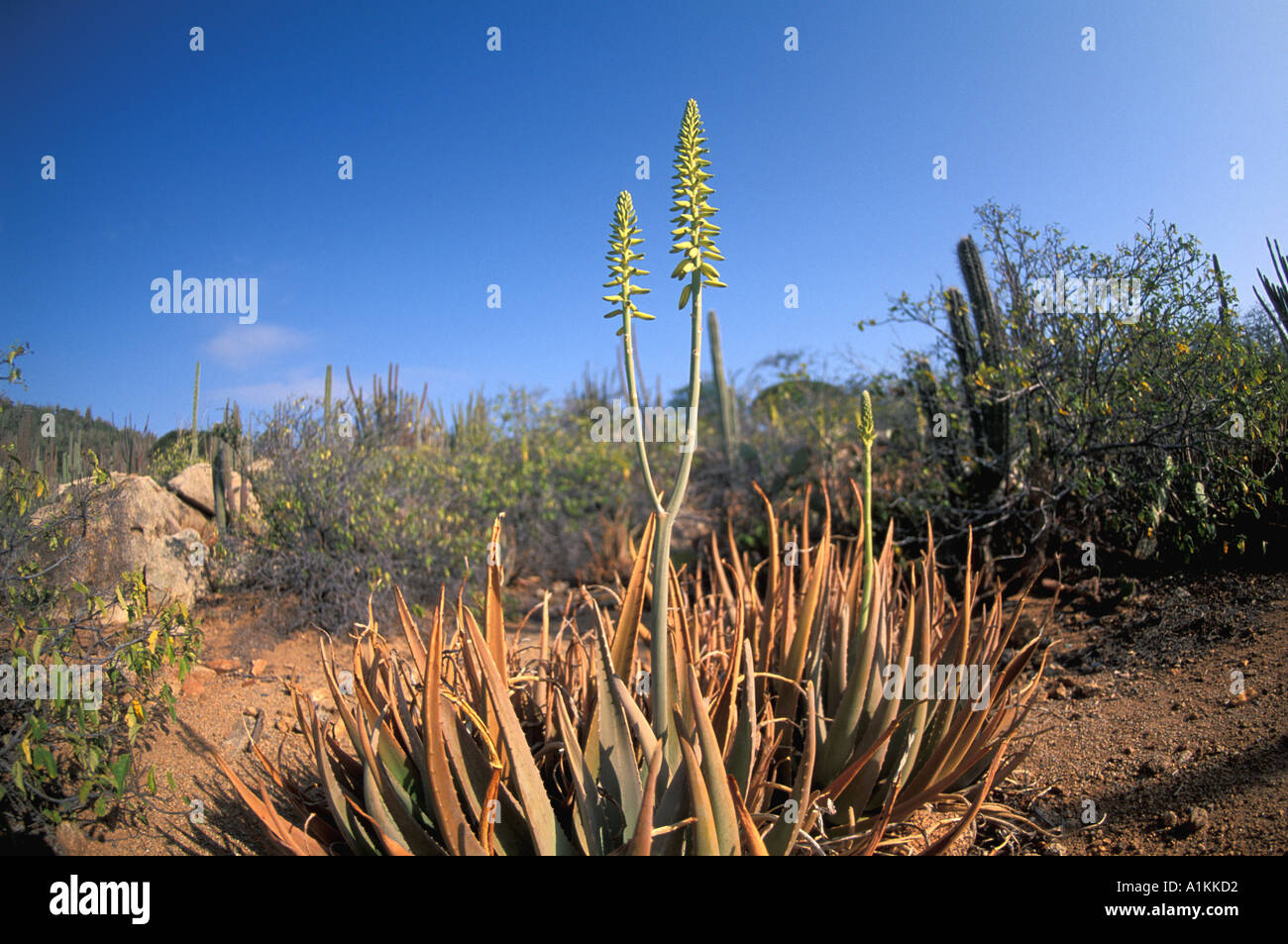 Aruba aloe hi-res stock photography and images - Alamy
