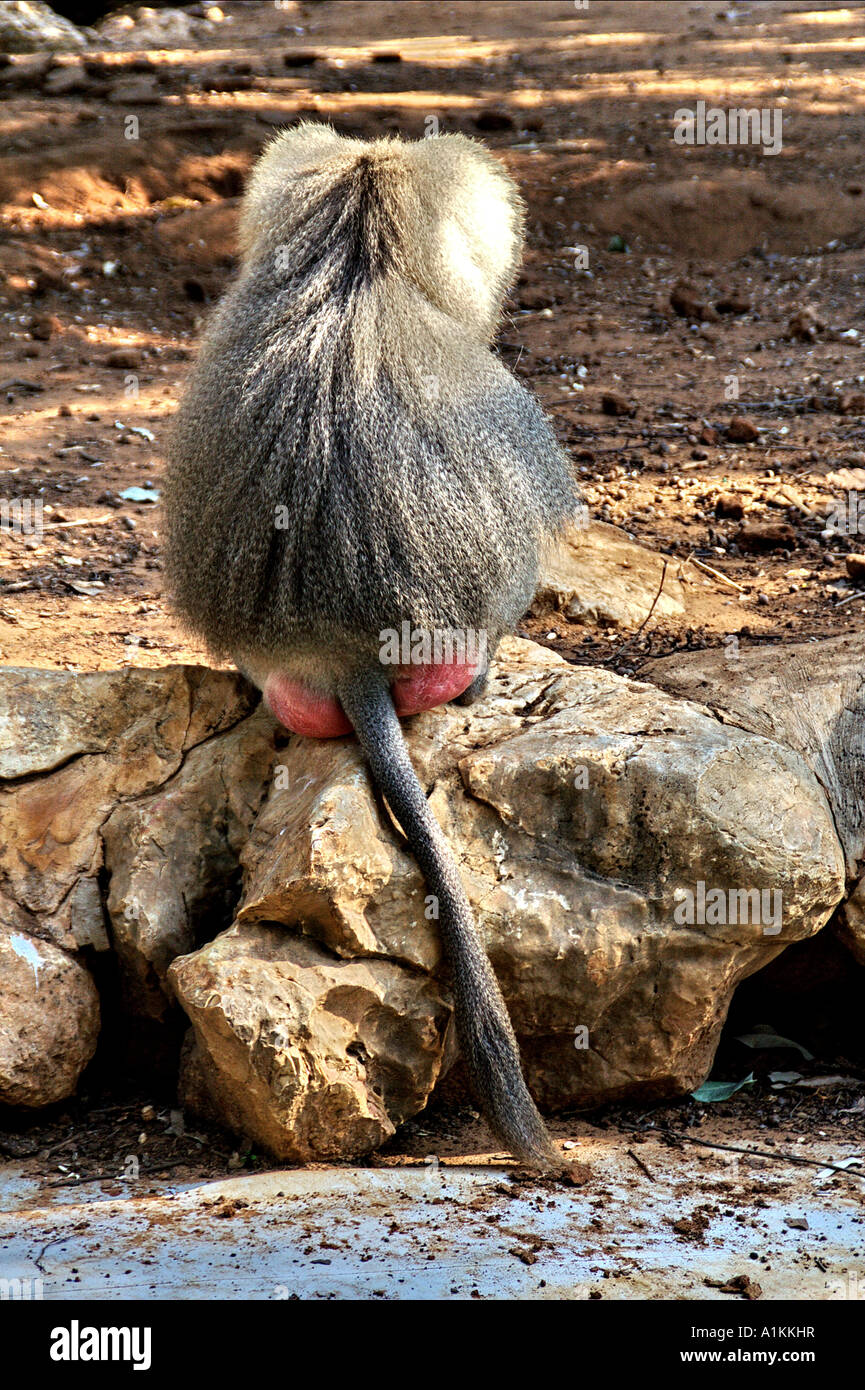 Baboon in captivity as seen from the rear HAMADRYAS BABOON Stock Photo ...