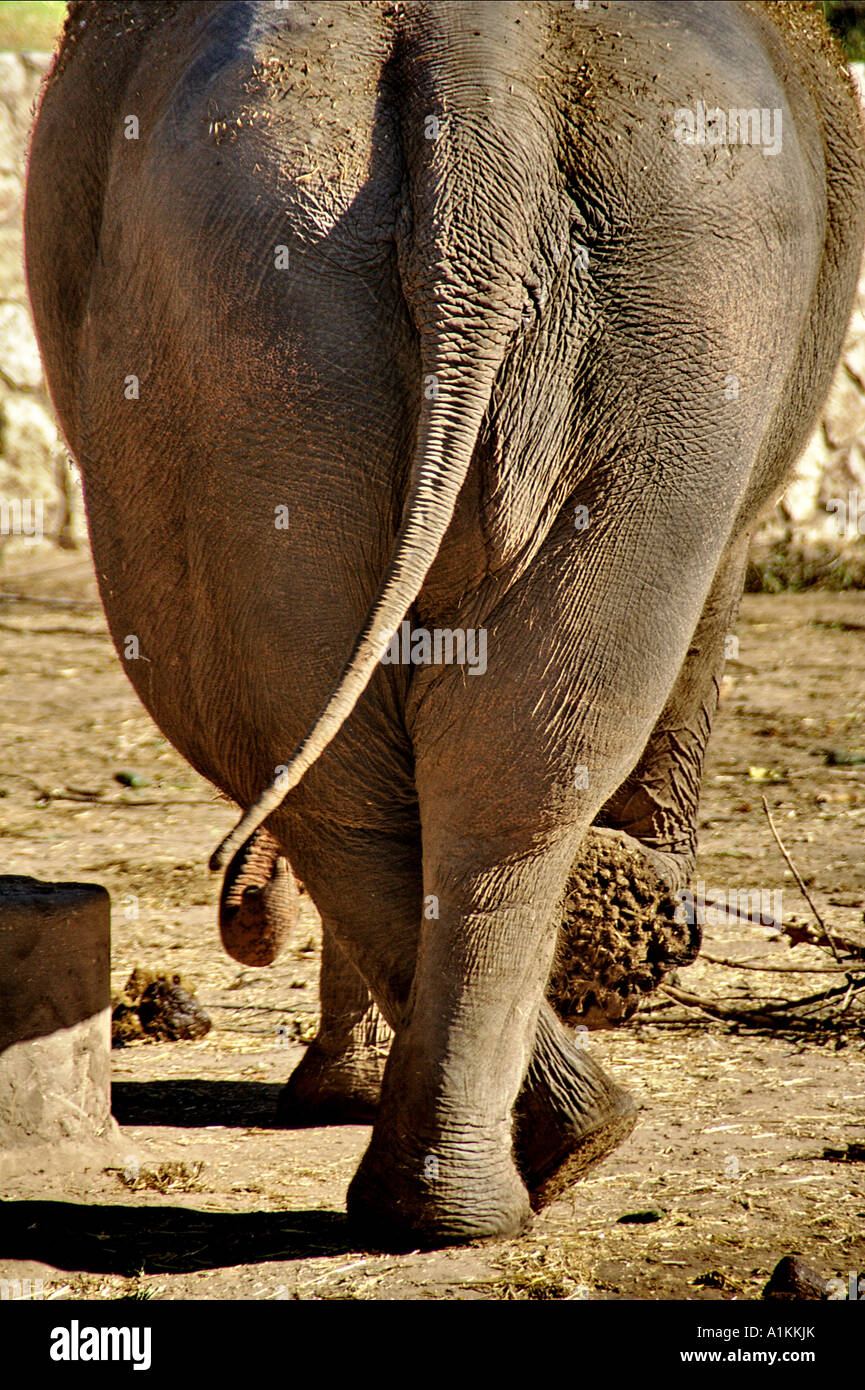 a rear view of an elephant with crossed legs Stock Photo - Alamy