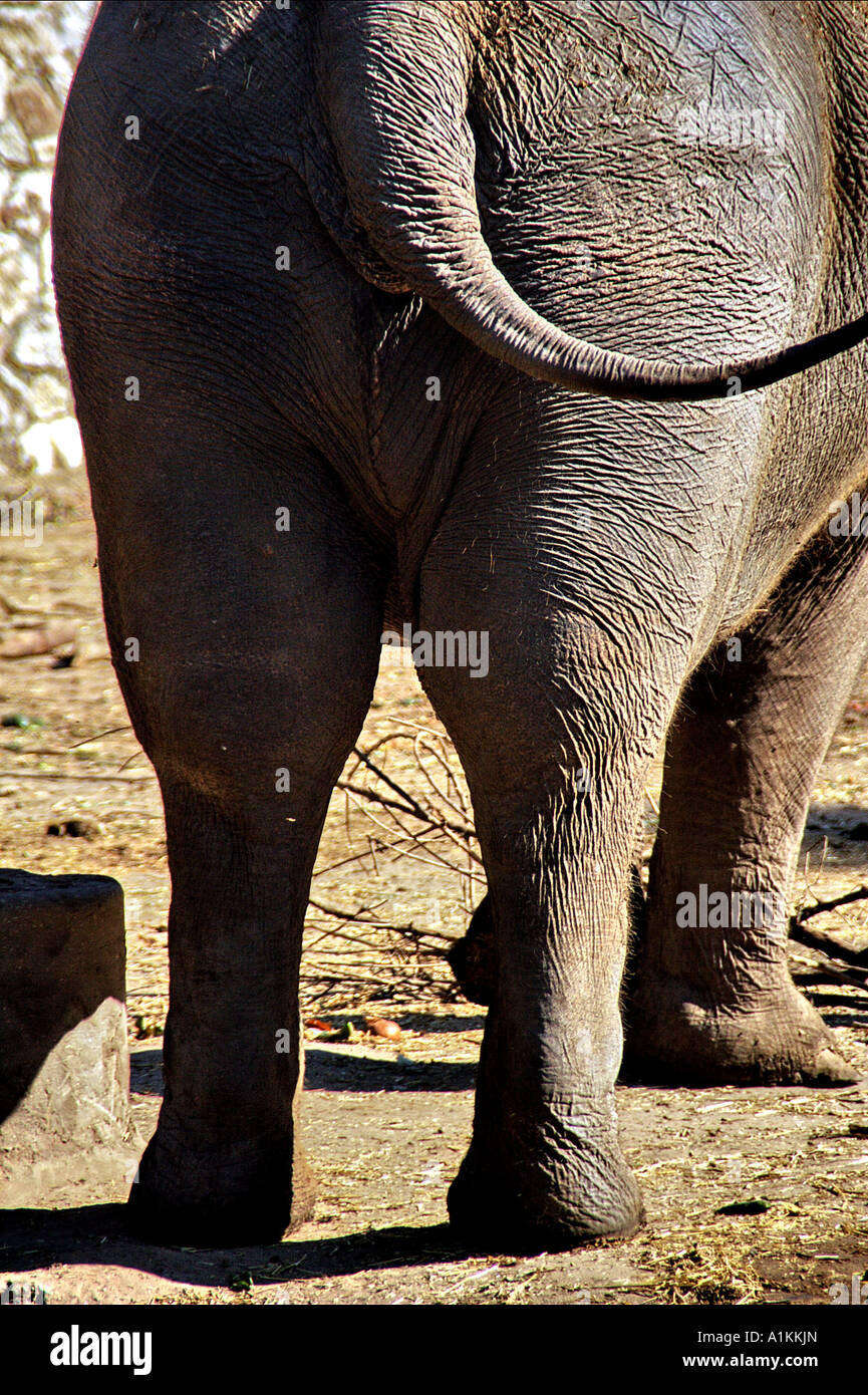 a rear view of an elephant Stock Photo - Alamy