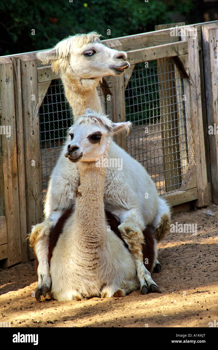 two Alpaca Lama pacos looking in opposite directions Stock Photo - Alamy