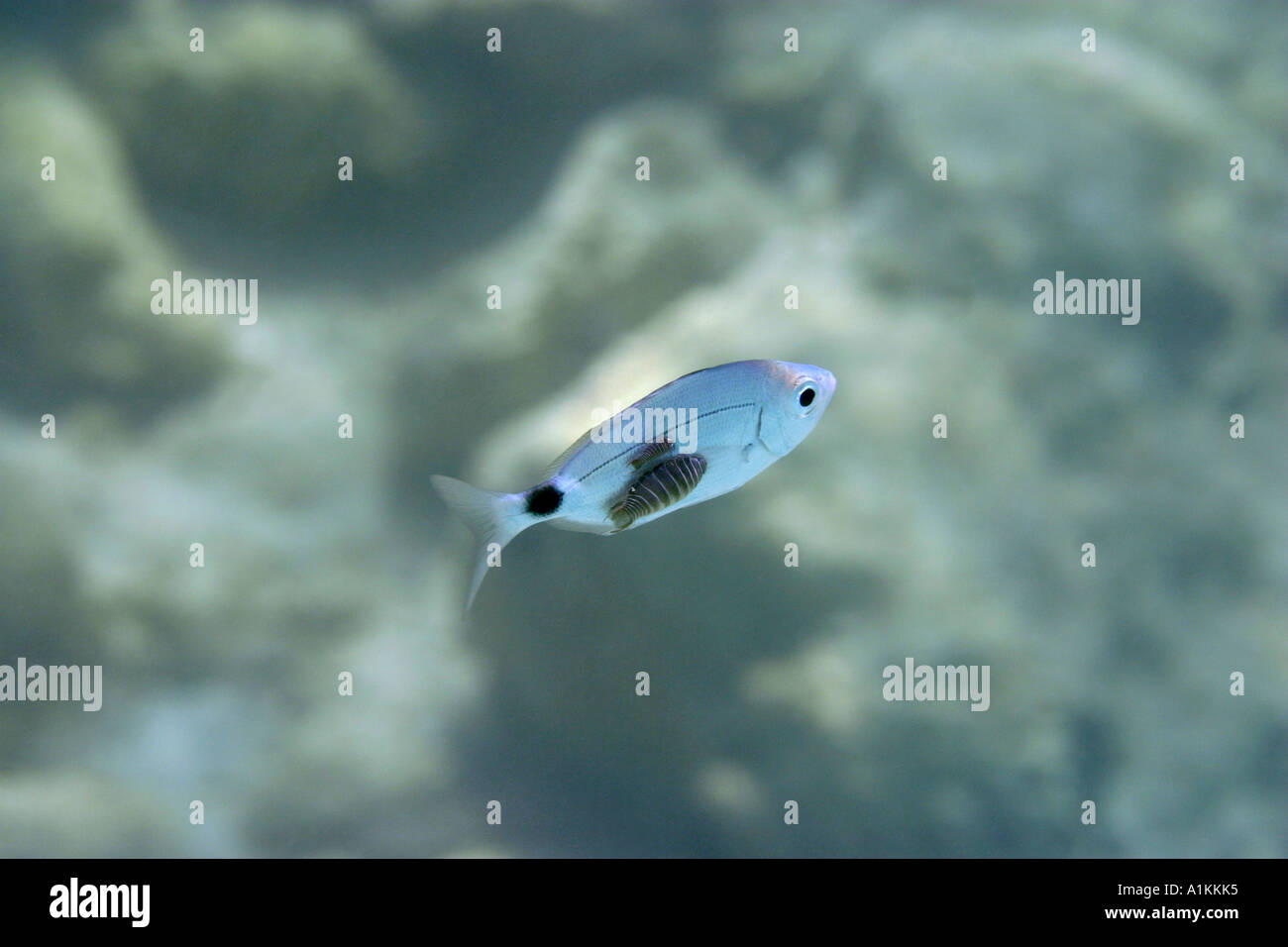 Fish louses hi-res stock photography and images - Alamy