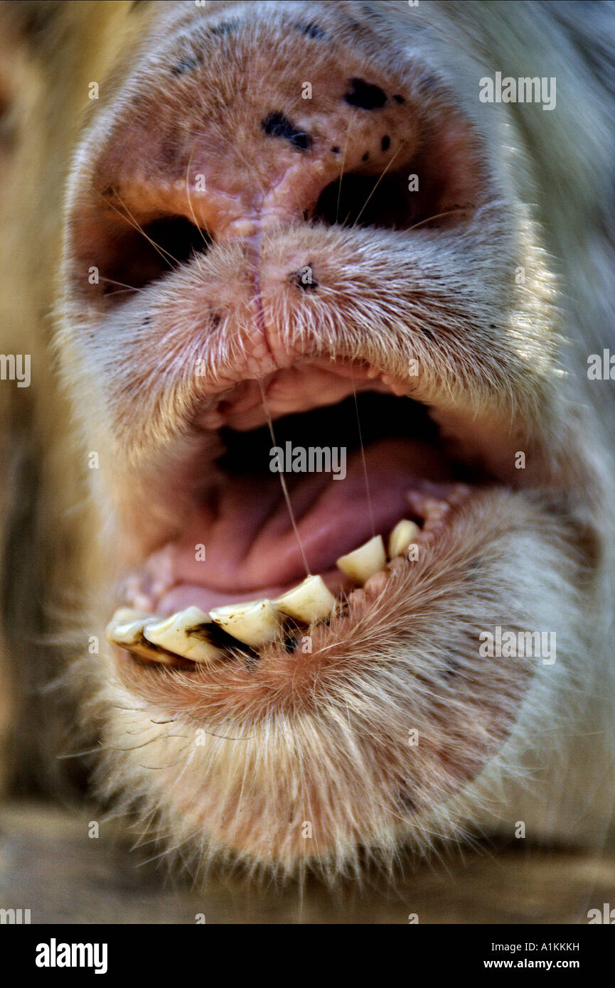 Alpaca Lama pacos close up of the mouth and teeth Stock Photo - Alamy