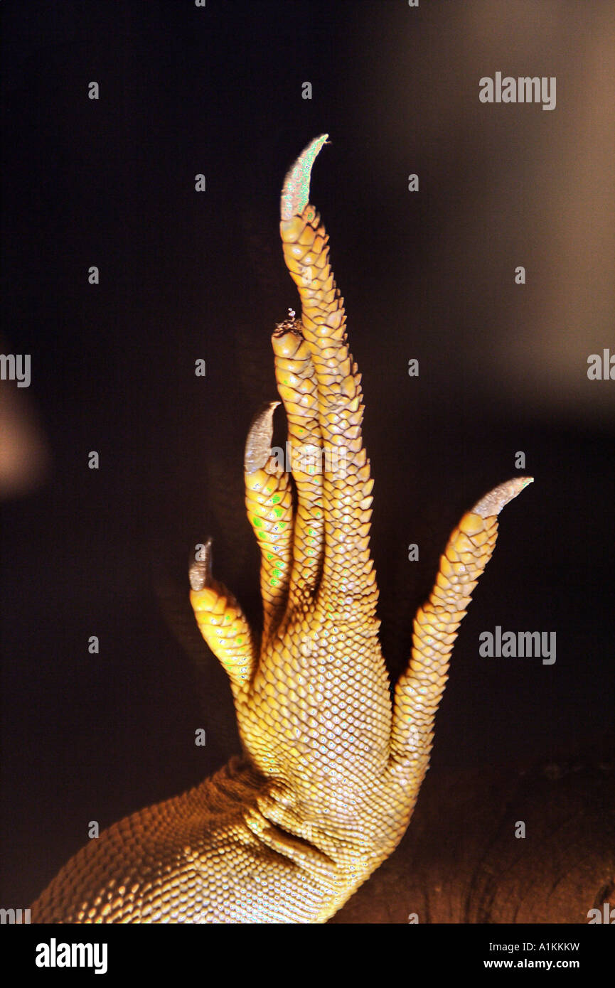 common green IGUANA Iguana iguana close up of a foot Stock Photo - Alamy