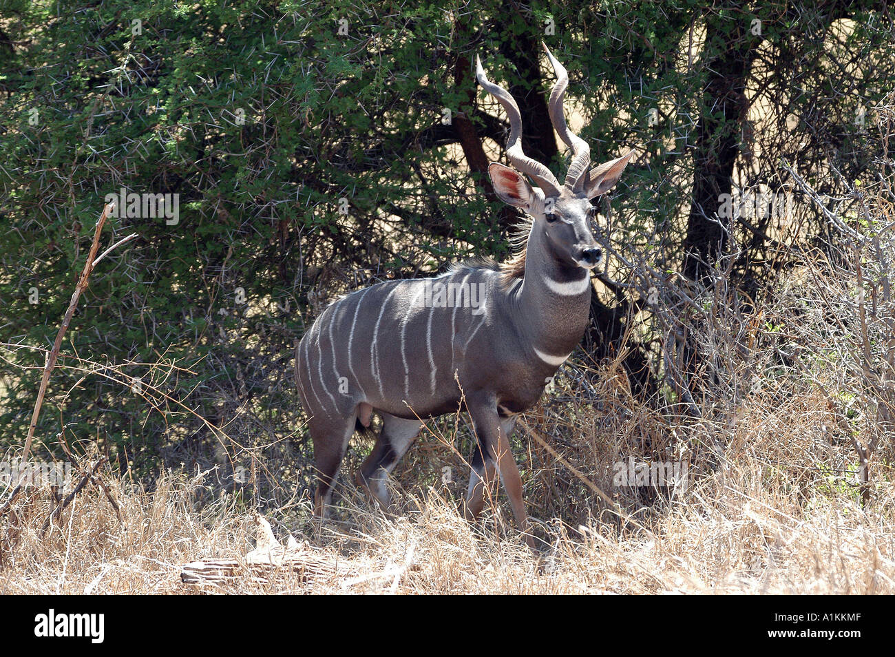 Lesser male kudu hi-res stock photography and images - Alamy
