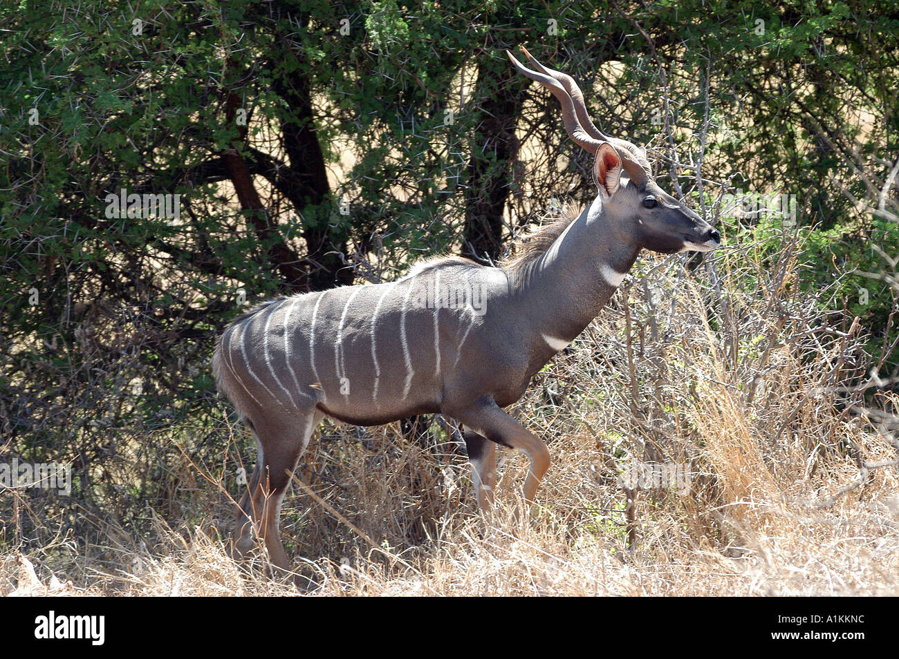 Lesser male kudu hi-res stock photography and images - Alamy