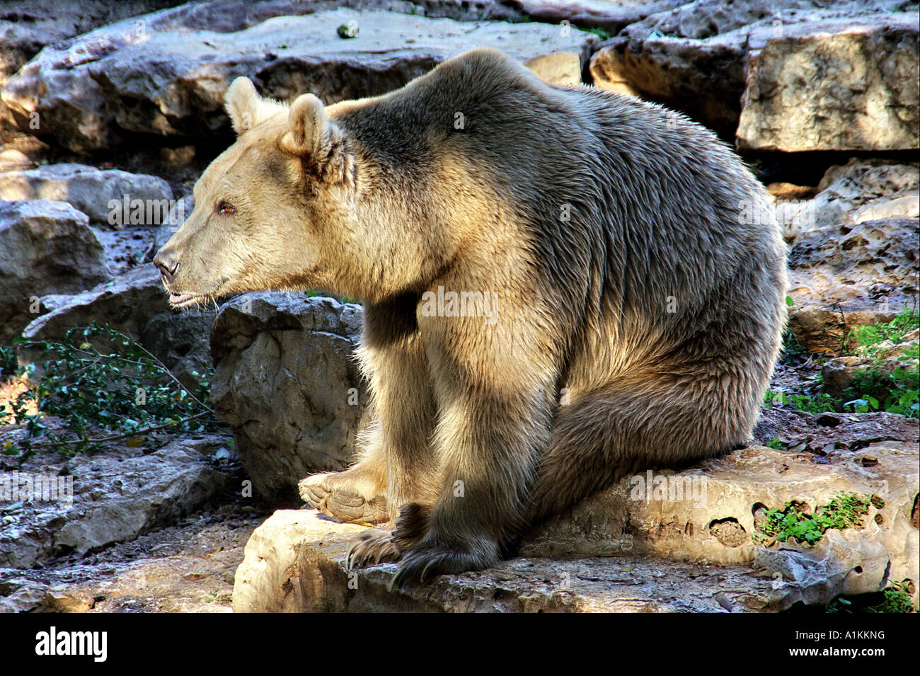 Syrian bear hi-res stock photography and images - Alamy