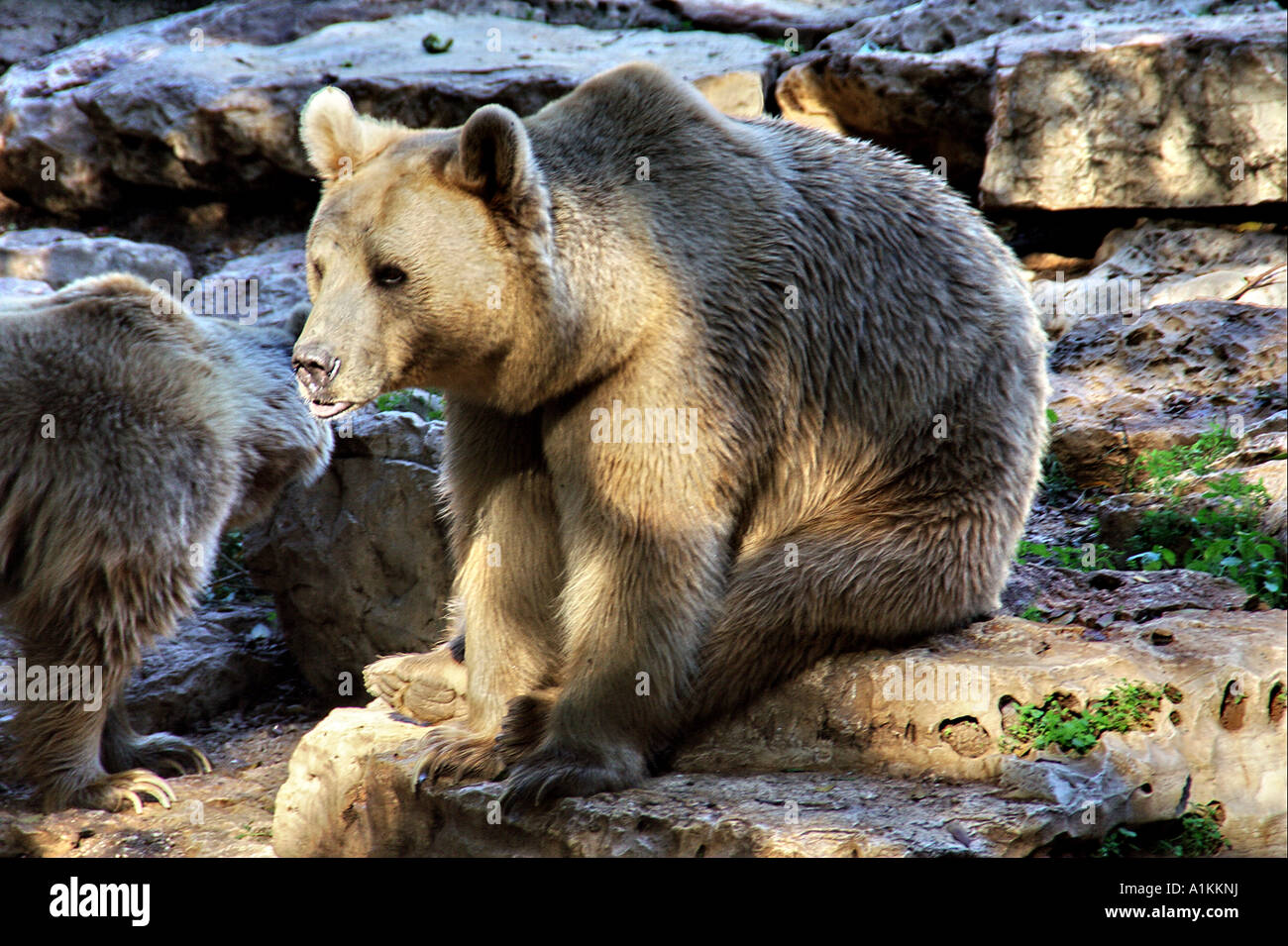 Syrian bear hi-res stock photography and images - Alamy