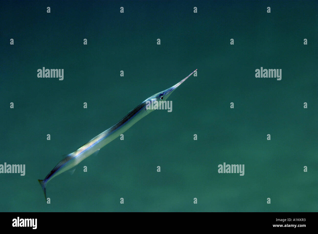 Garfish school hi-res stock photography and images - Alamy