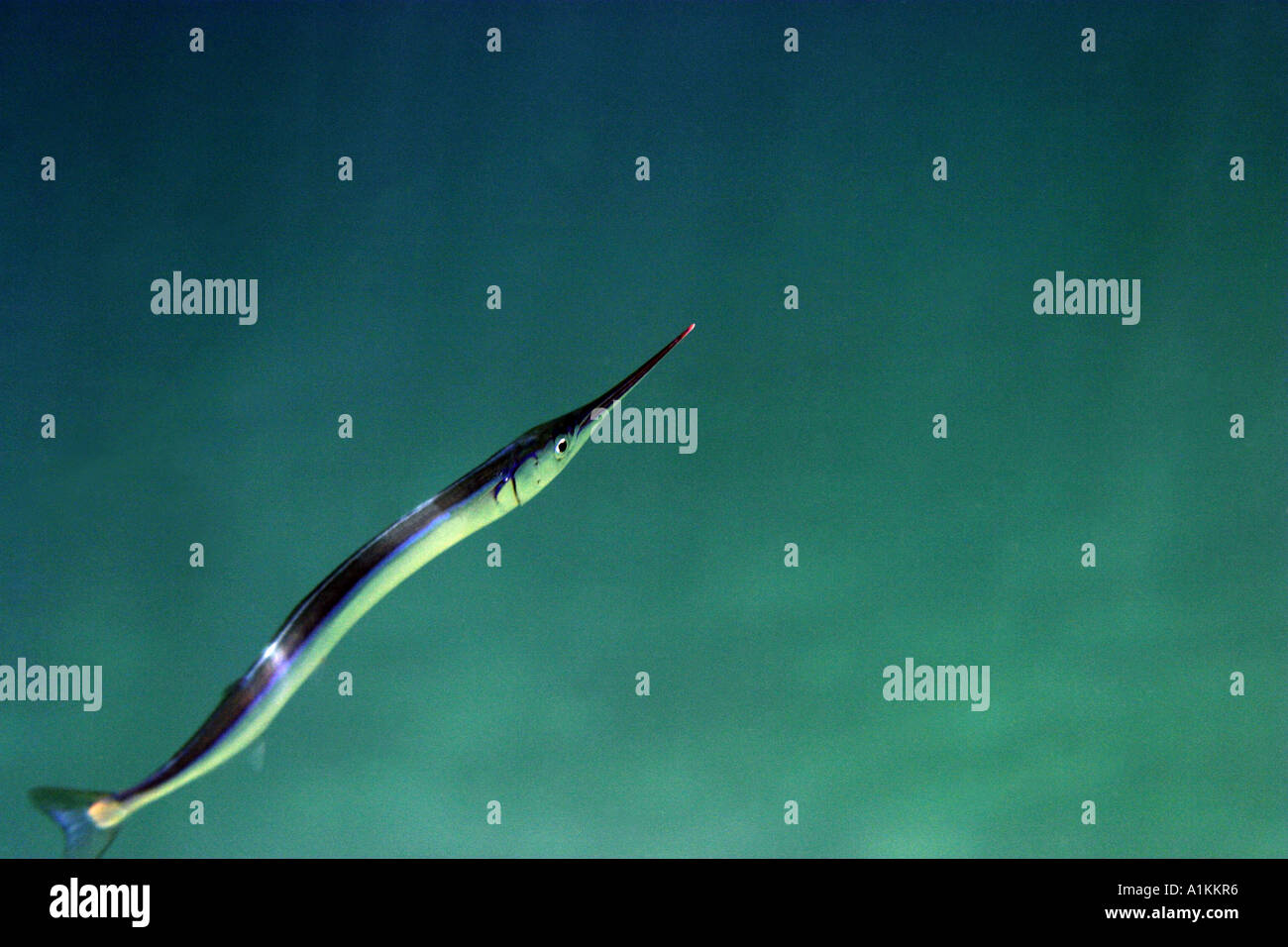 needlefish,garfish,belone belone, Halkidiki,Greece,Aegean,Mediterranean ...