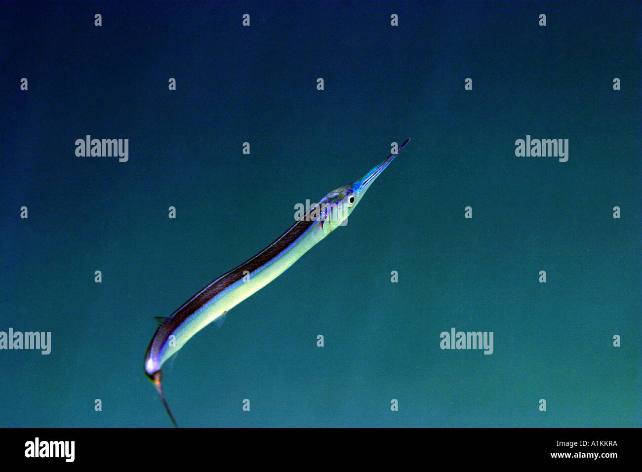 Garfish school hi-res stock photography and images - Alamy