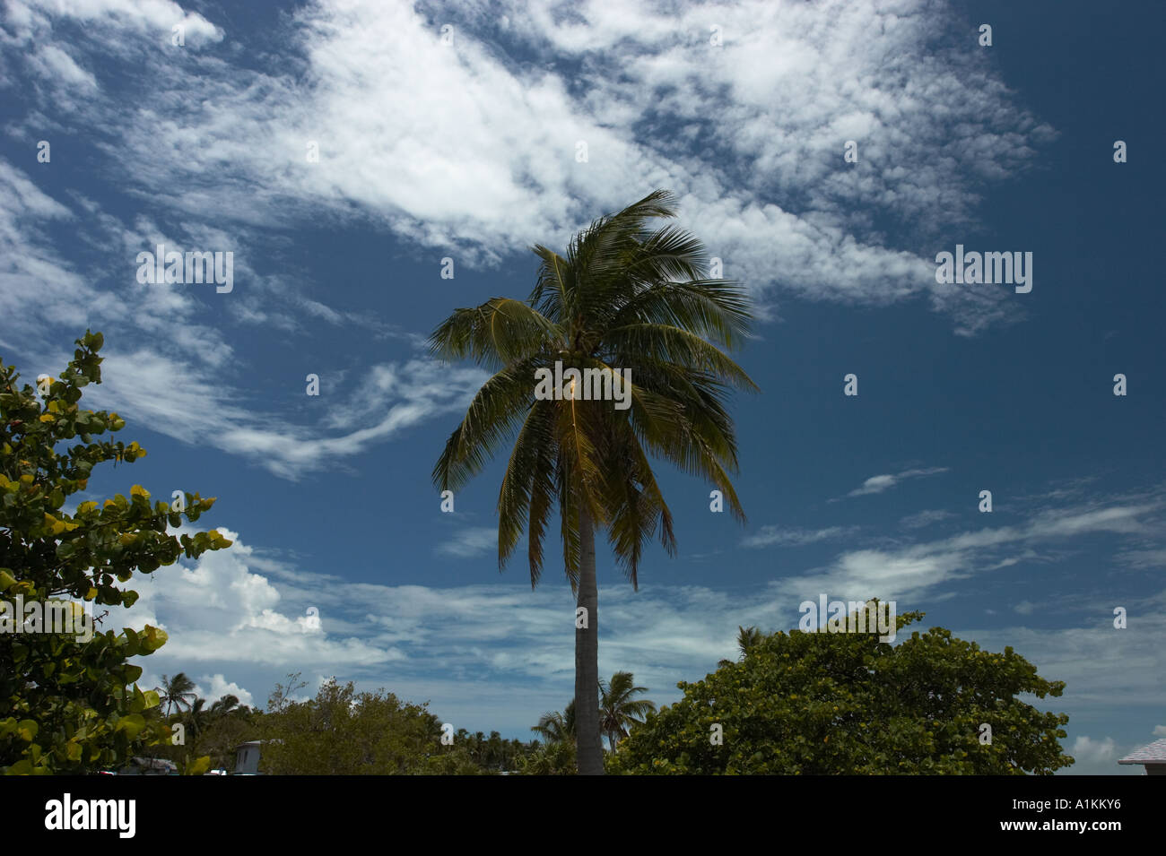 A palm tree isolated against a blue sky with white puffy clouds Stock ...